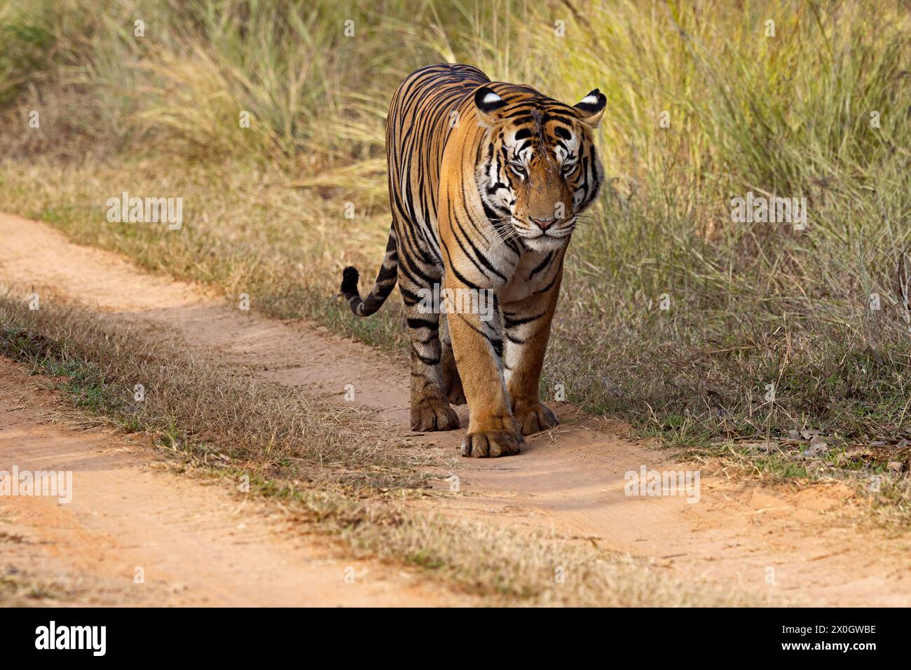Royal Bengal Tiger, Panthera tigris, male, Panna Tiger Reserve, Madhya ...