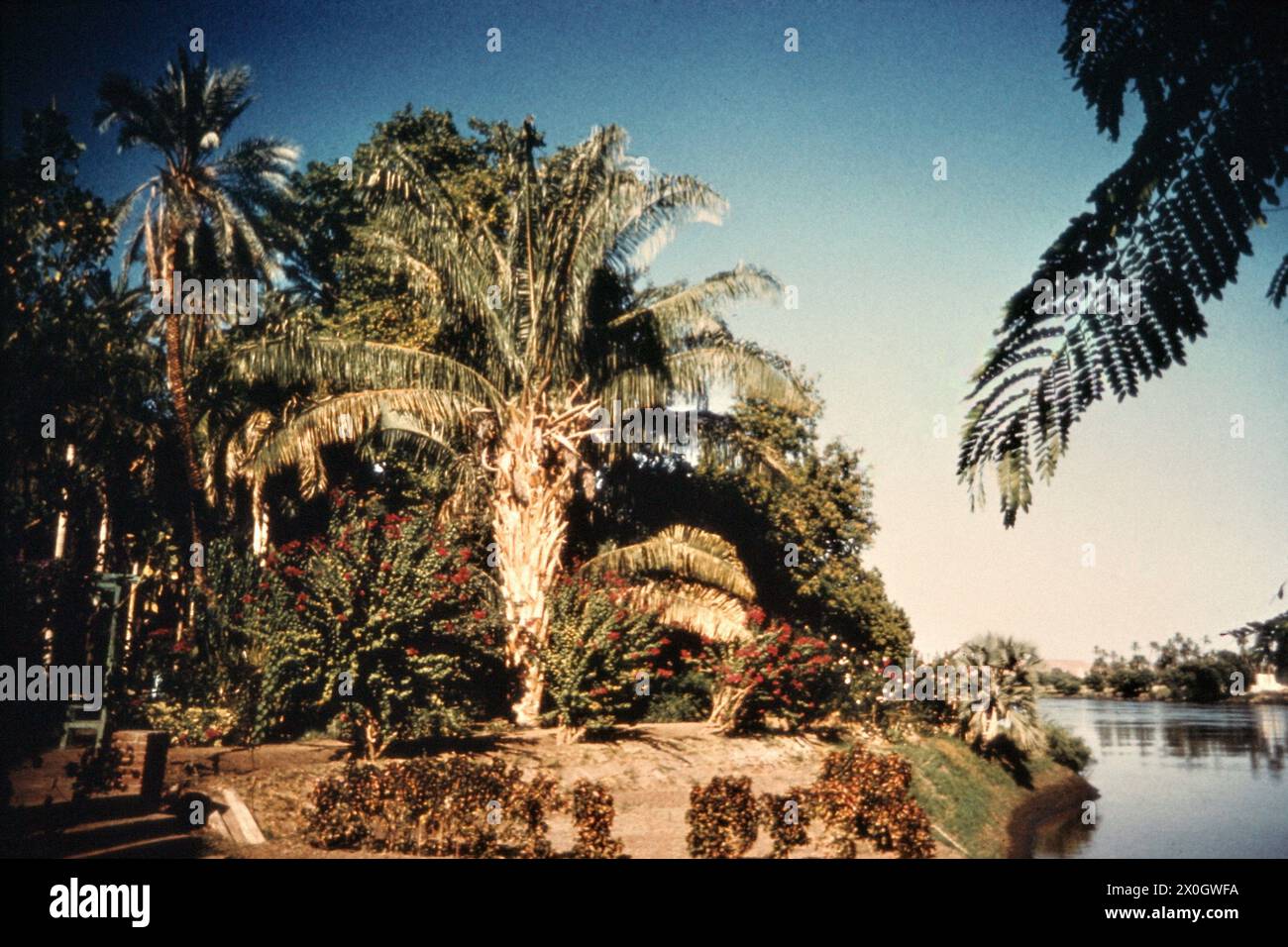 Palm trees of the Kitchener Island on the Nile near Aswan. [automated ...