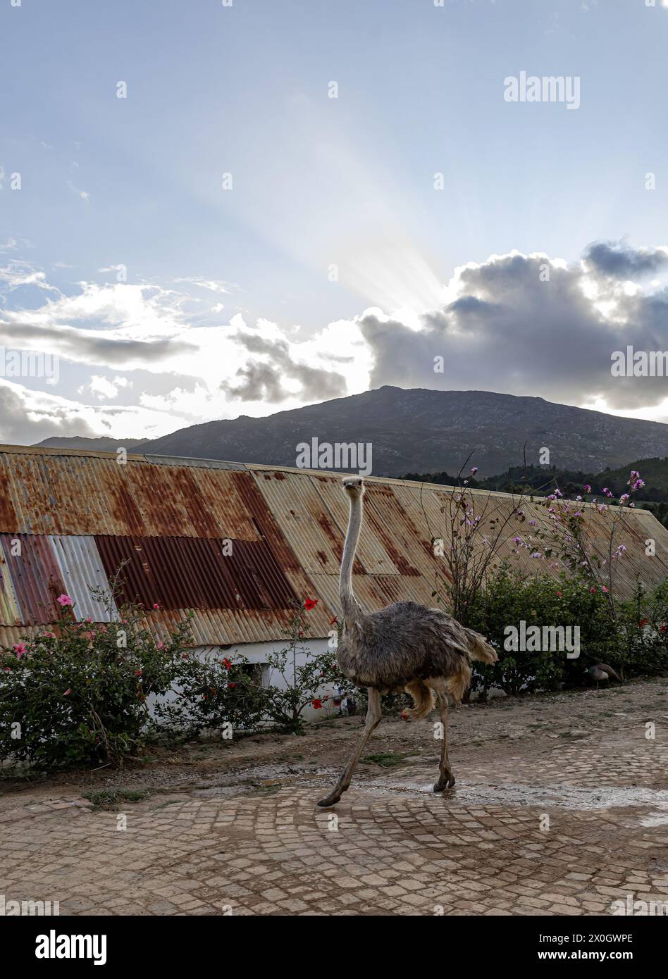 Full length ostrich walks freely on rehabilitation contact zoo ...