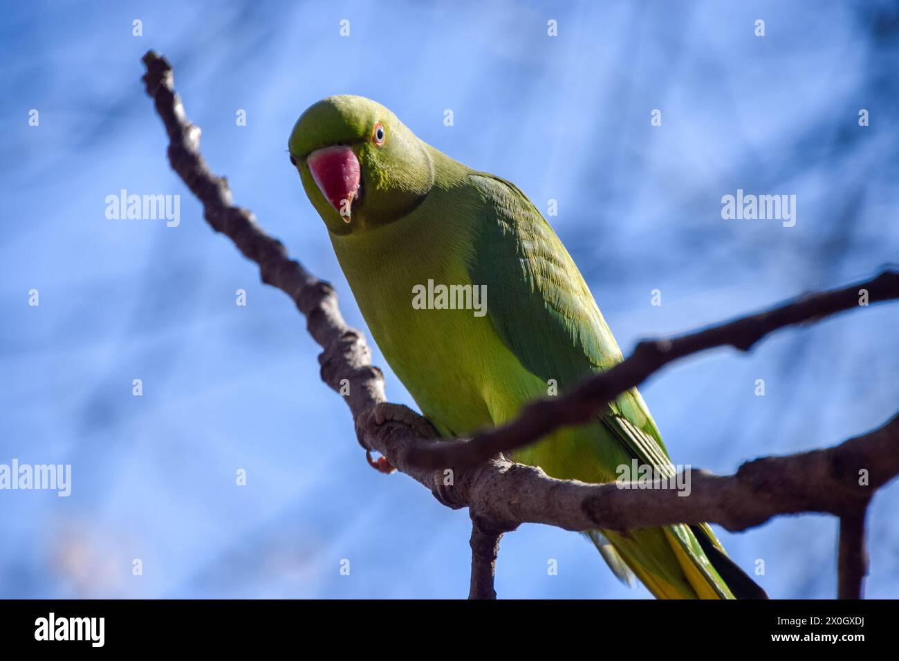 Ring-necked parakeet, also known as a rose-ringed parakeet, on a tree ...