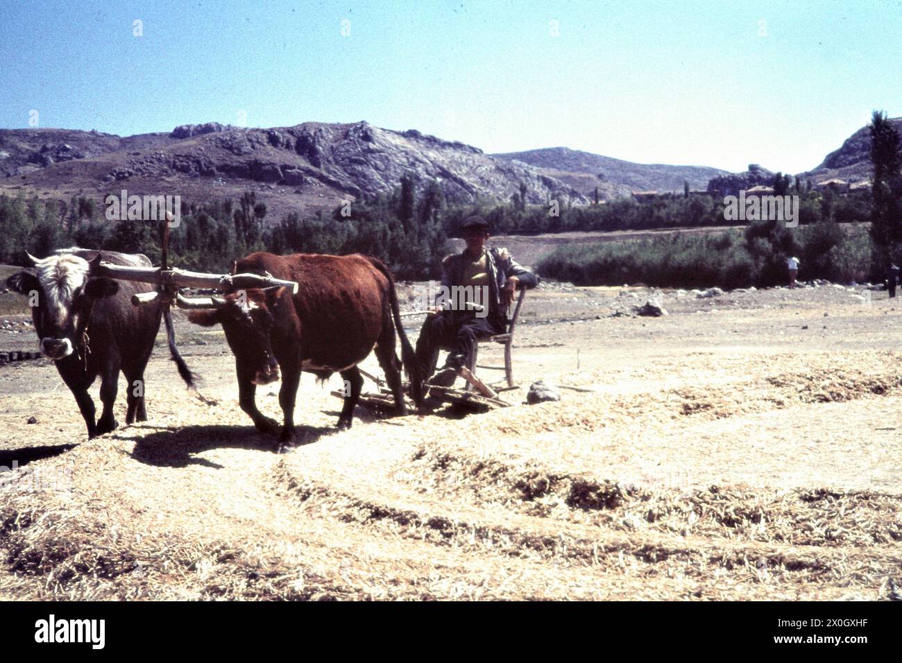 Farmer threshing grain with a threshing sledge pulled by cattle in a ...