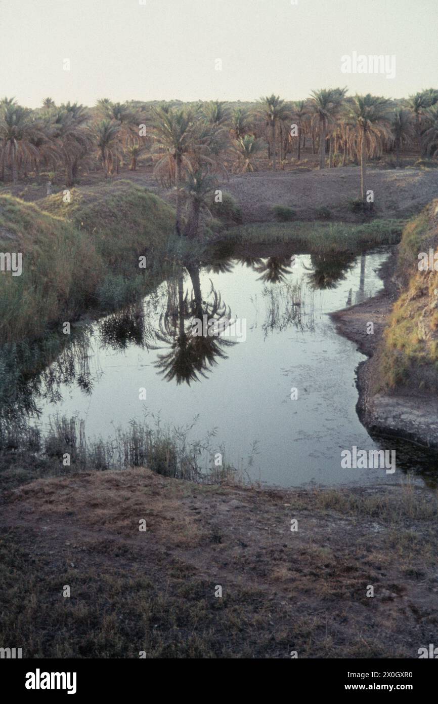 Palm trees are reflected in the water at the excavation site of the ...