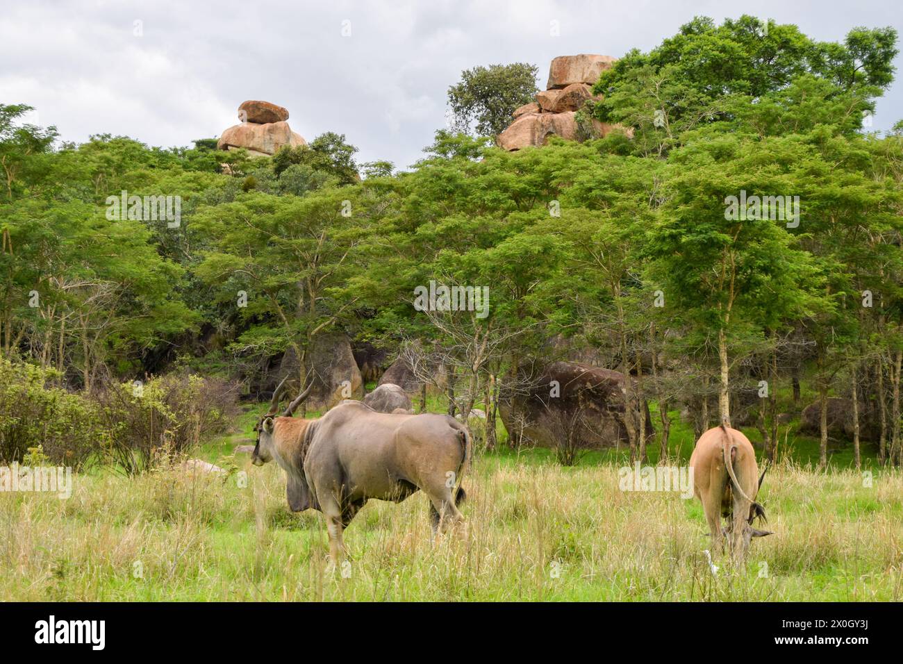 Eland antelopes in a nature reserve in Zimbabwe, 2018. Credit: Vuk ...
