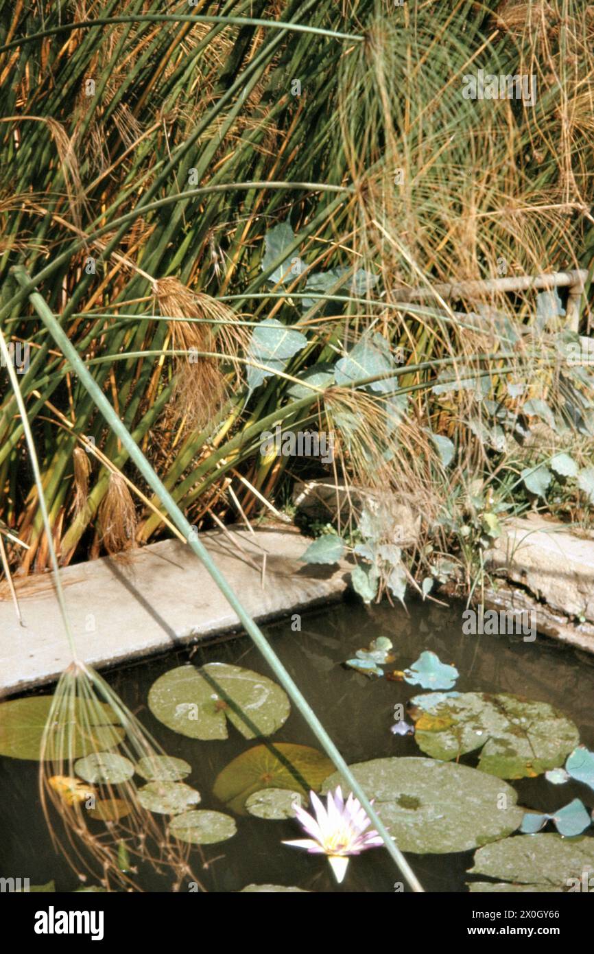 Papyrus and lotus by a pond in the garden of the Egyptian National ...