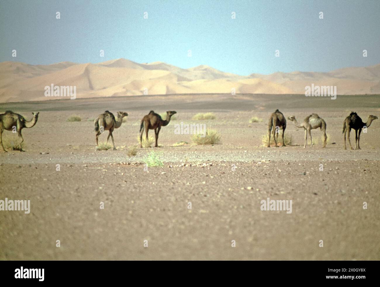 Camels and sand dunes in the western Great Erg (sand desert), Algeria ...