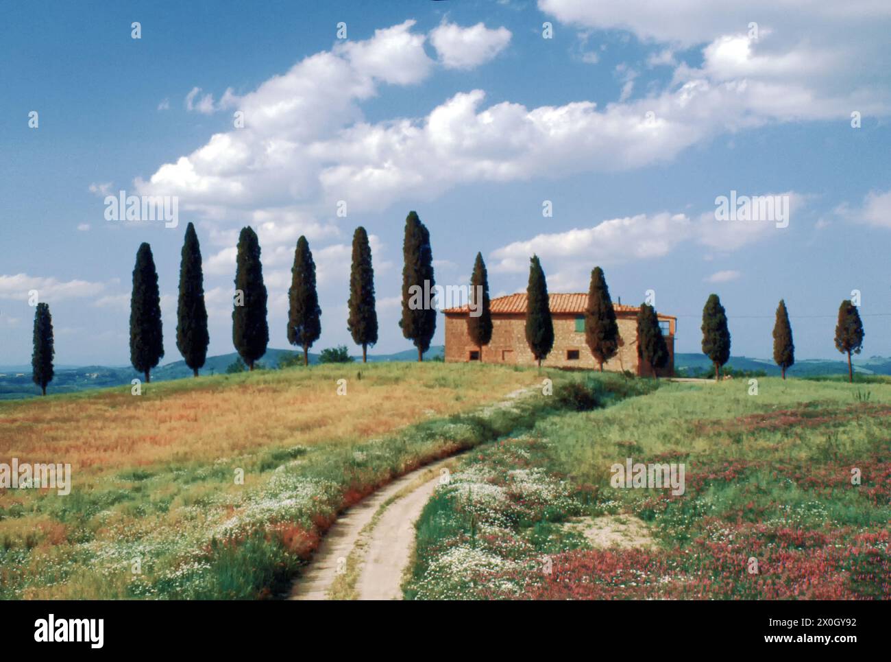 Typical Tuscan landscape with a house and a row of pine trees in the ...