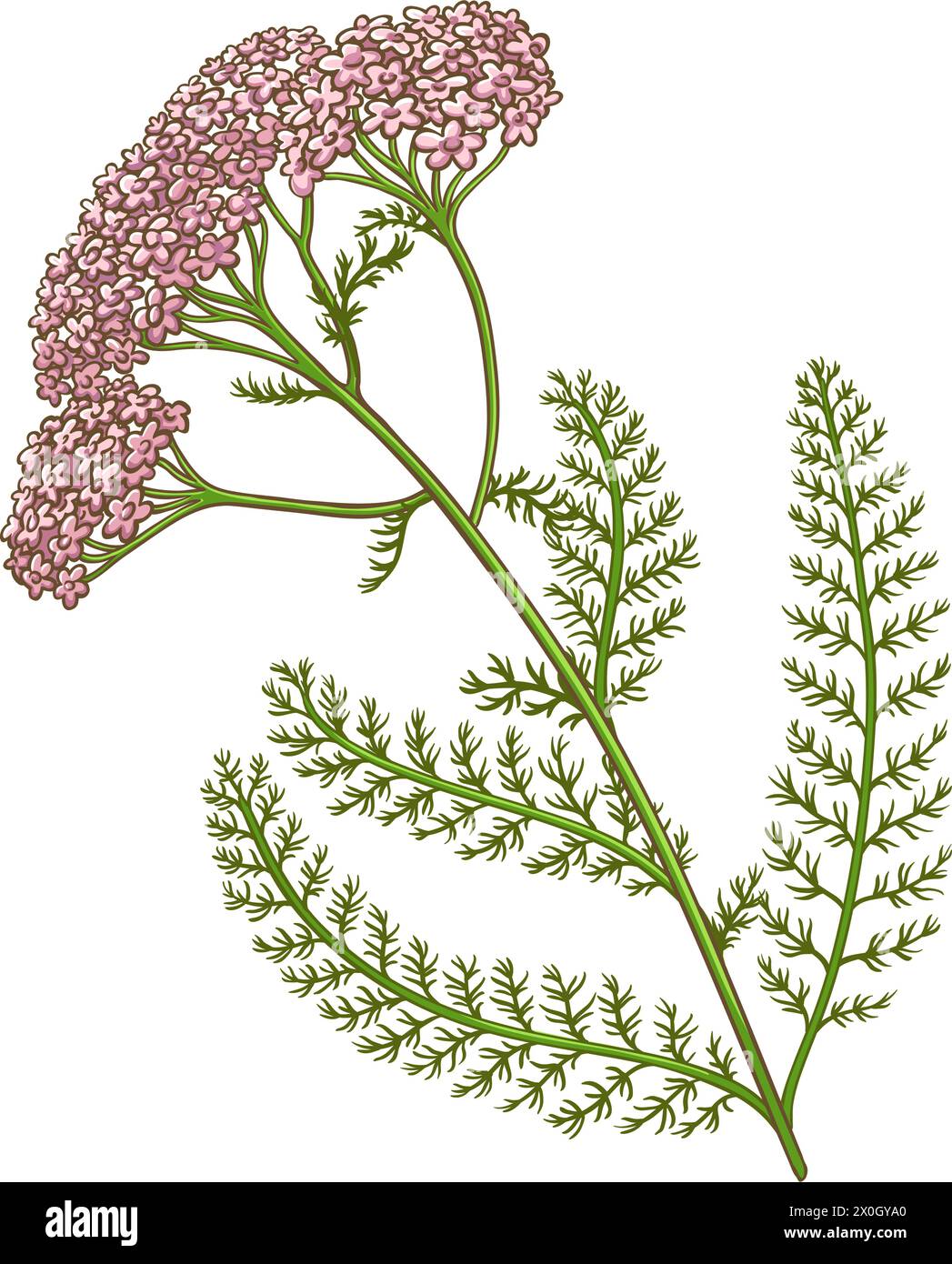 Milfoil Plant Colored Detailed Illustration Stock Vector Image & Art ... Milfoil Plant Colored Detailed Illustration Stock Vector Image & Art ...