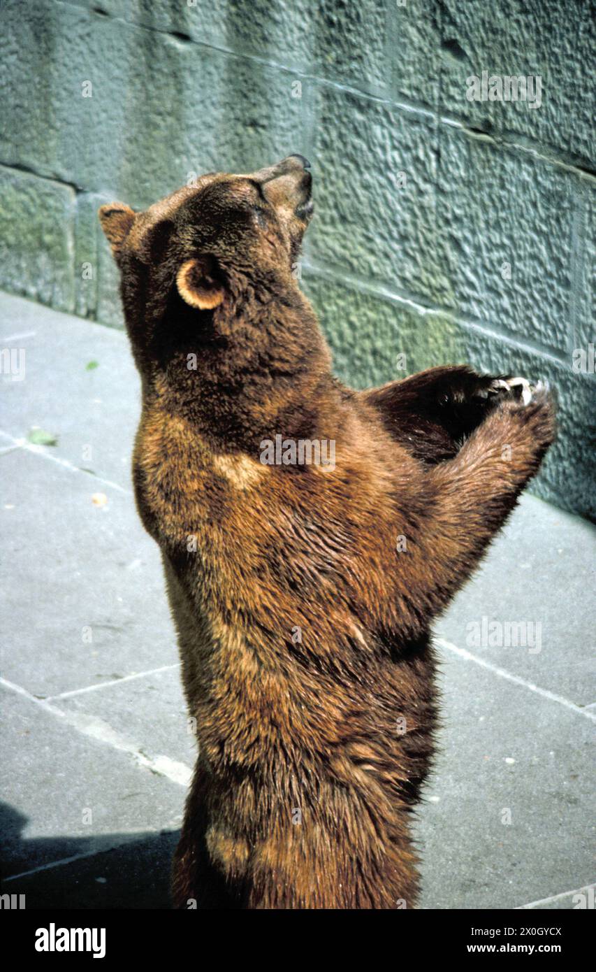 Bear pit in Bern [automated translation] Stock Photo - Alamy