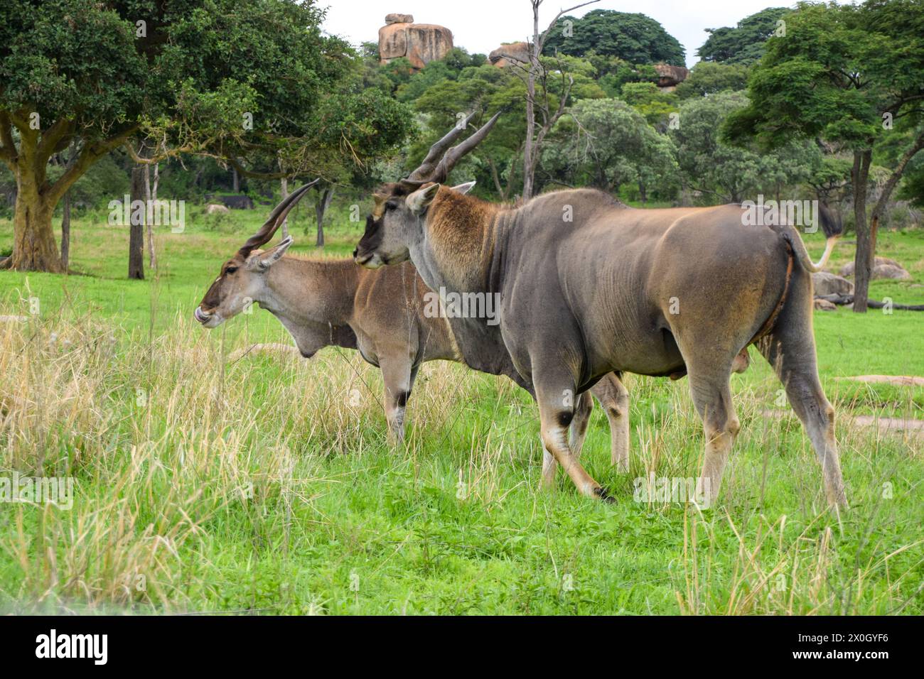 Eland antelopes in a nature reserve in Zimbabwe, 2018. Credit: Vuk ...