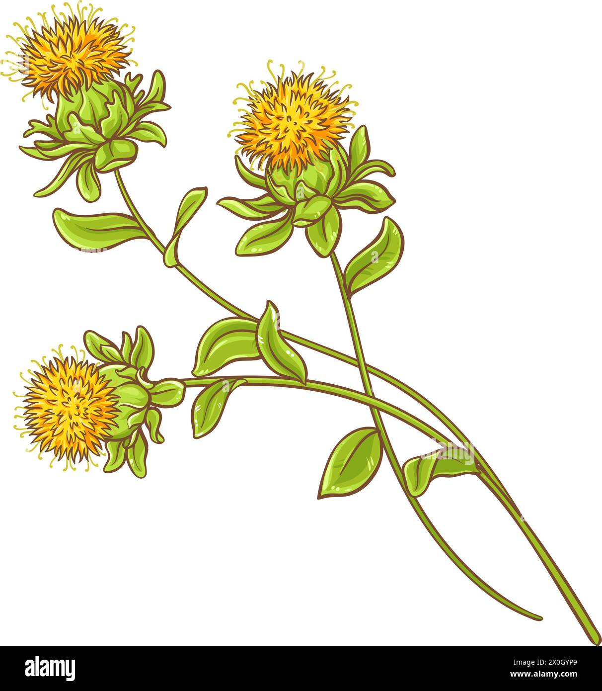 Safflower Plant Colored Detailed Illustration Stock Vector Image & Art ...