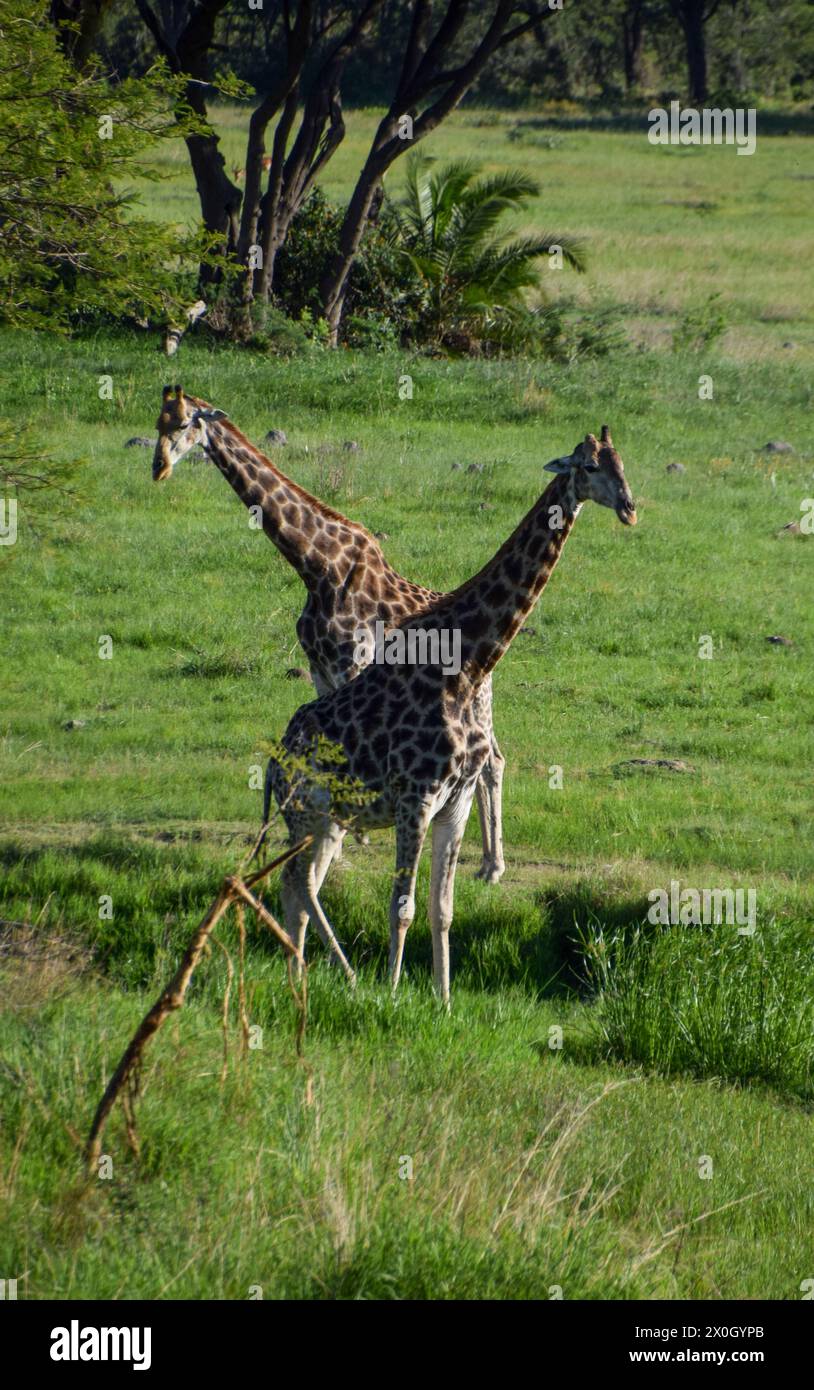 A pair of giraffes in a nature reserve in Zimbabwe, 2018. Credit: Vuk ...