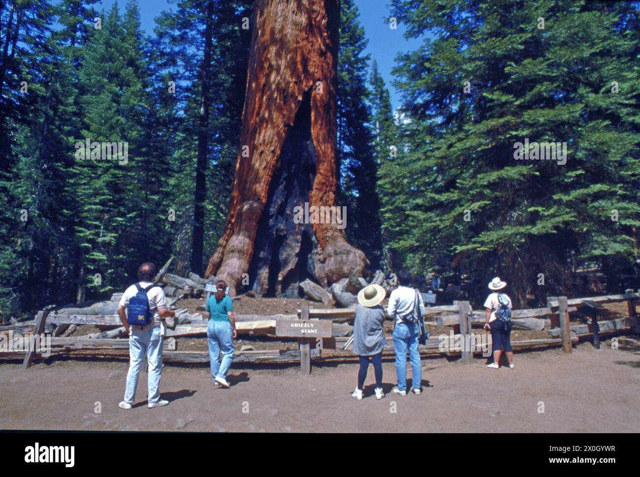 Grizzly Giant, Sequoia Redwood, Mariposa Grove, Yosemite Nat. Park ...