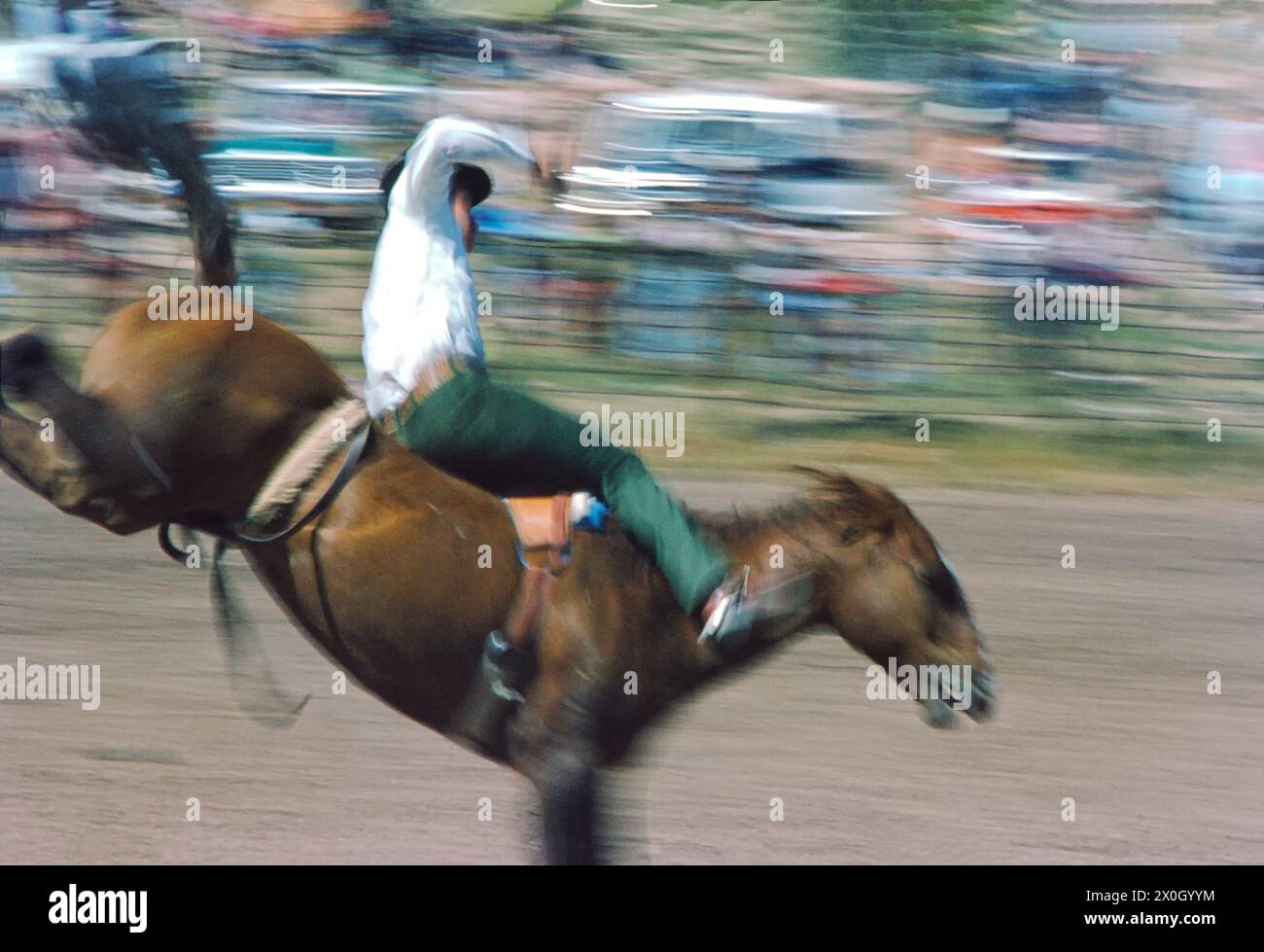 Cowboy on a mustang at a rodeo. [automated translation] Stock Photo - Alamy