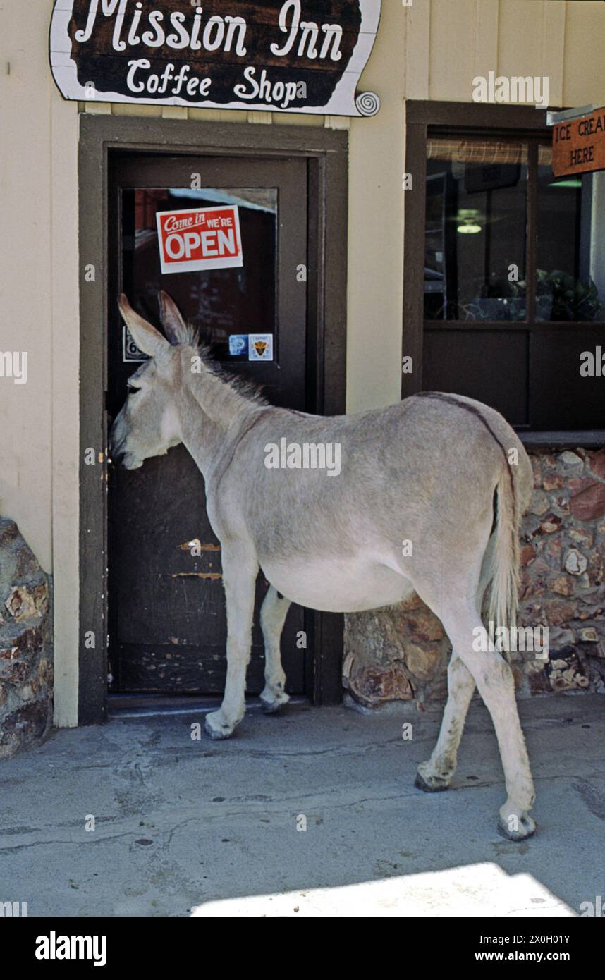 Gold diggers donkey hi-res stock photography and images - Alamy