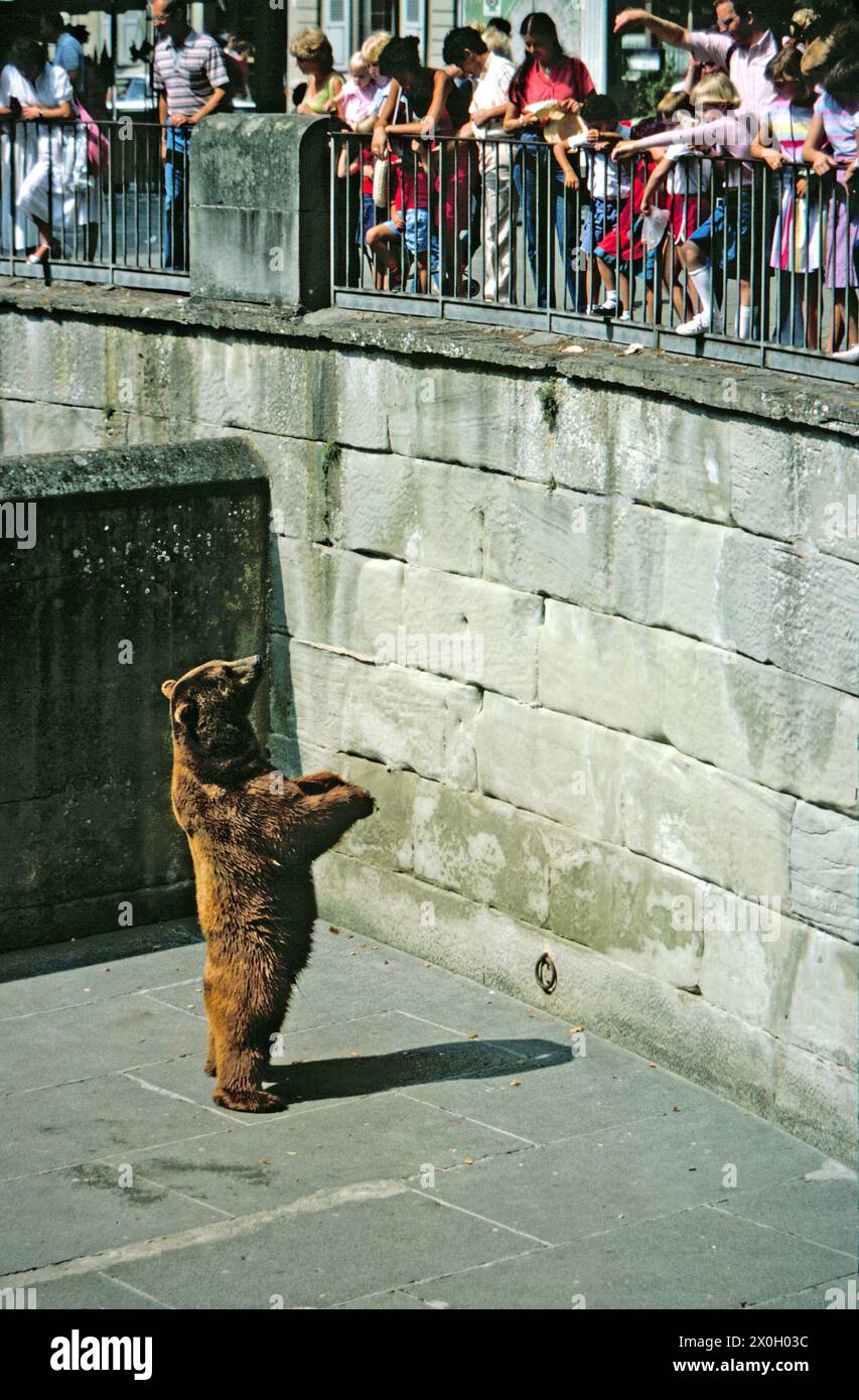 Bear pit in Bern [automated translation] Stock Photo - Alamy