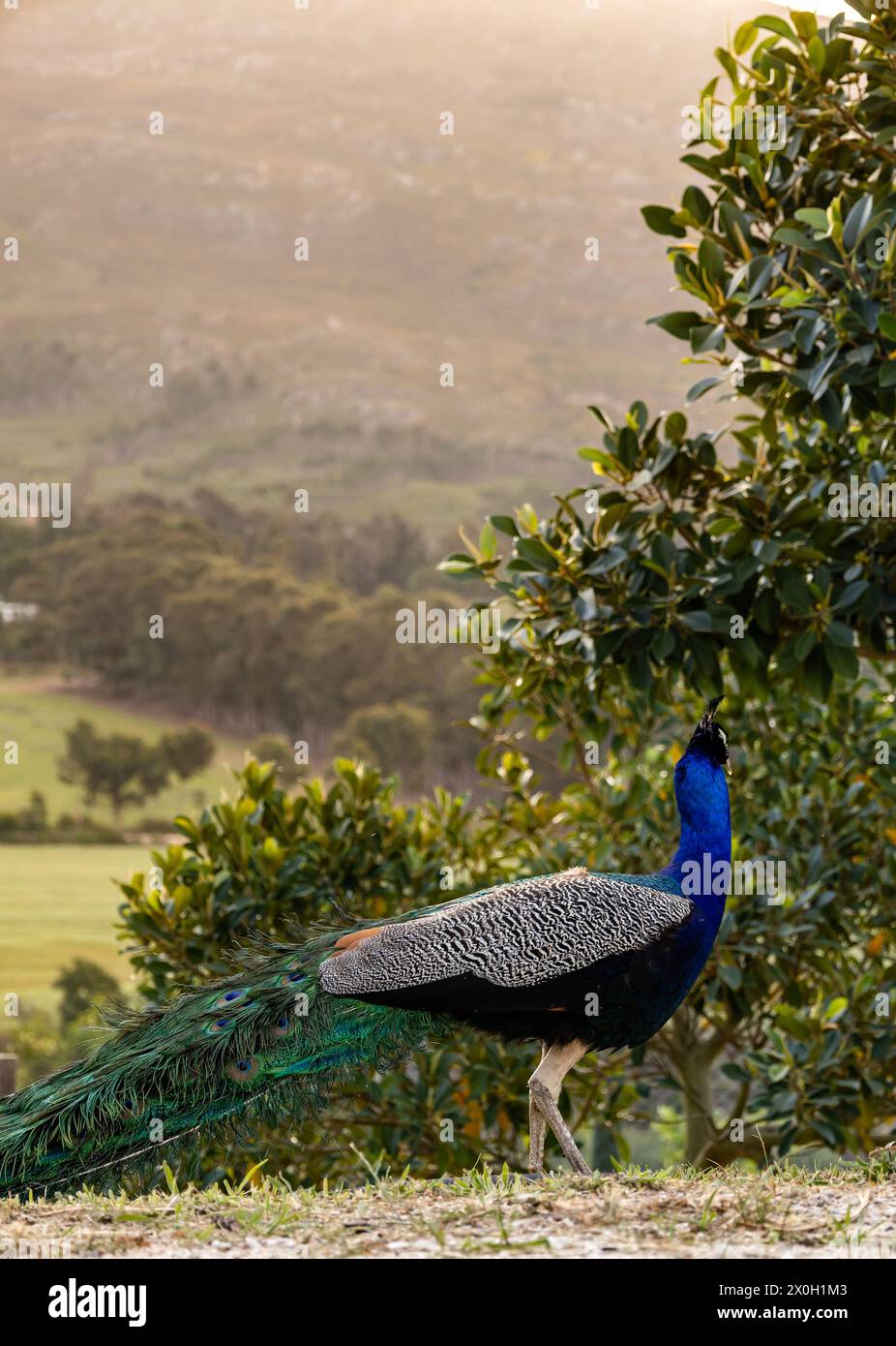 Male peacock bird walks in wld nature, side view. Golden hour ...