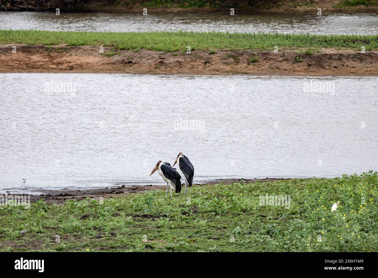 Two African marabou birds, South Africa, Kruger National Park. Couple ...