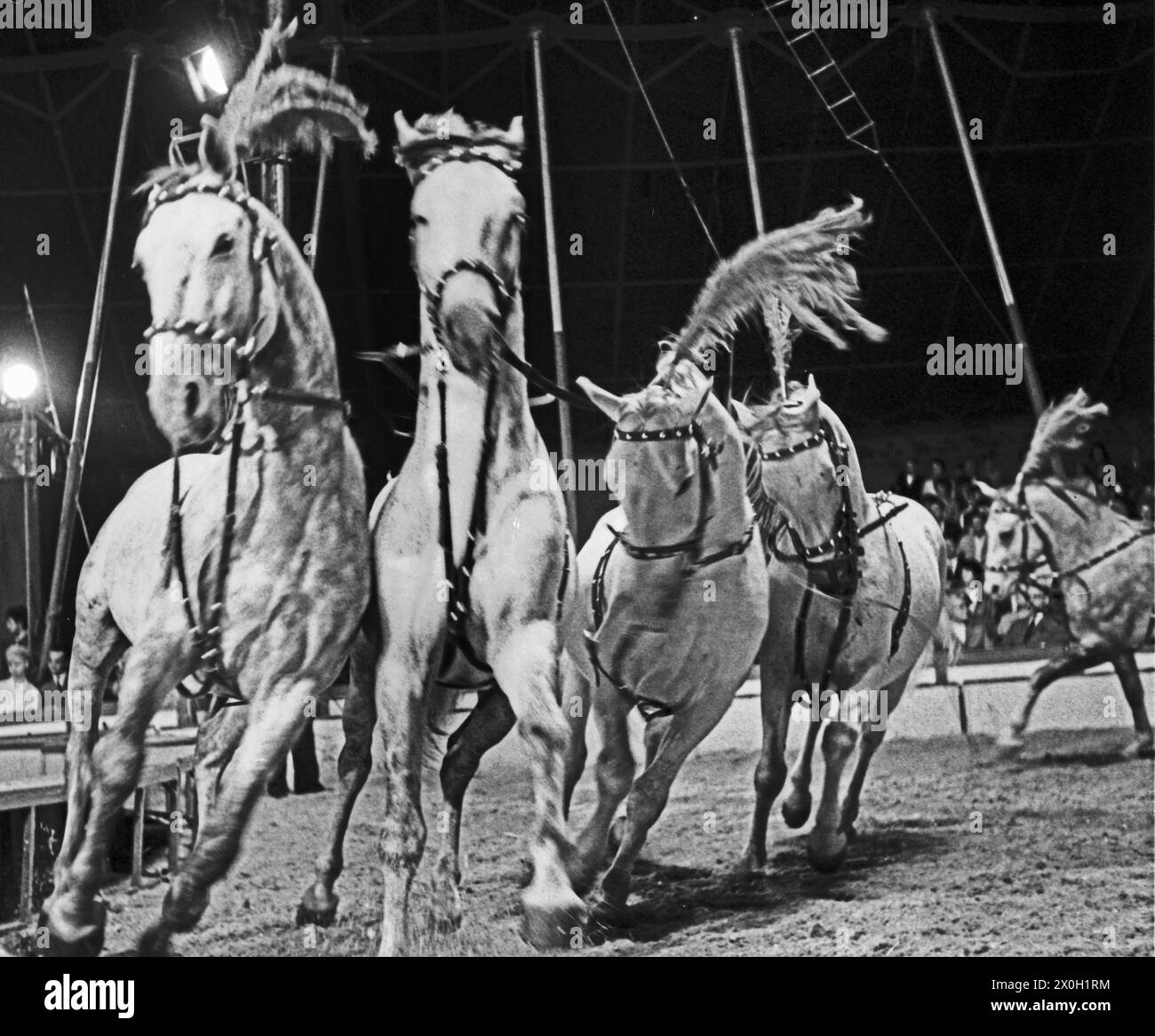 Circus horses hi-res stock photography and images - Alamy