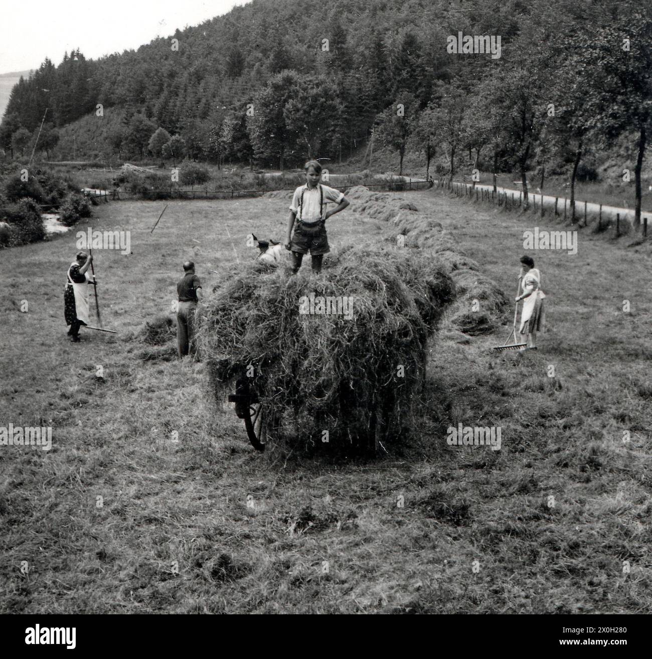 Haymaking 1950s hi-res stock photography and images - Alamy