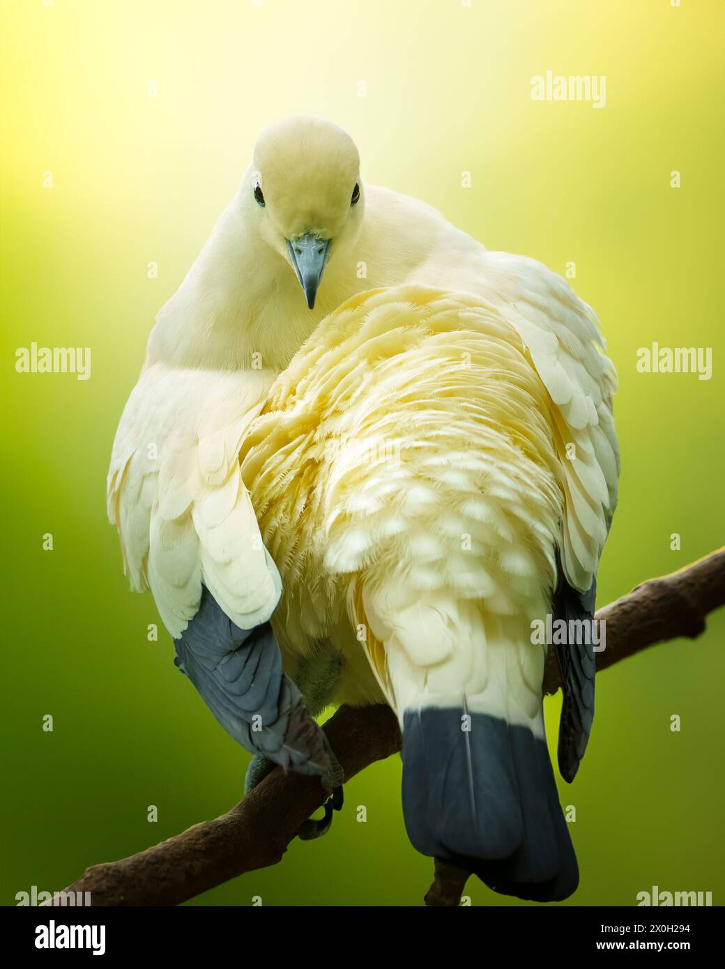 Pied imperial pigeon australia hi-res stock photography and images - Alamy