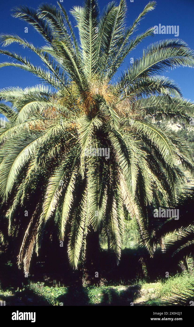 Palm tree in the gardens of Alfabia in Majorca (undated picture Stock ...
