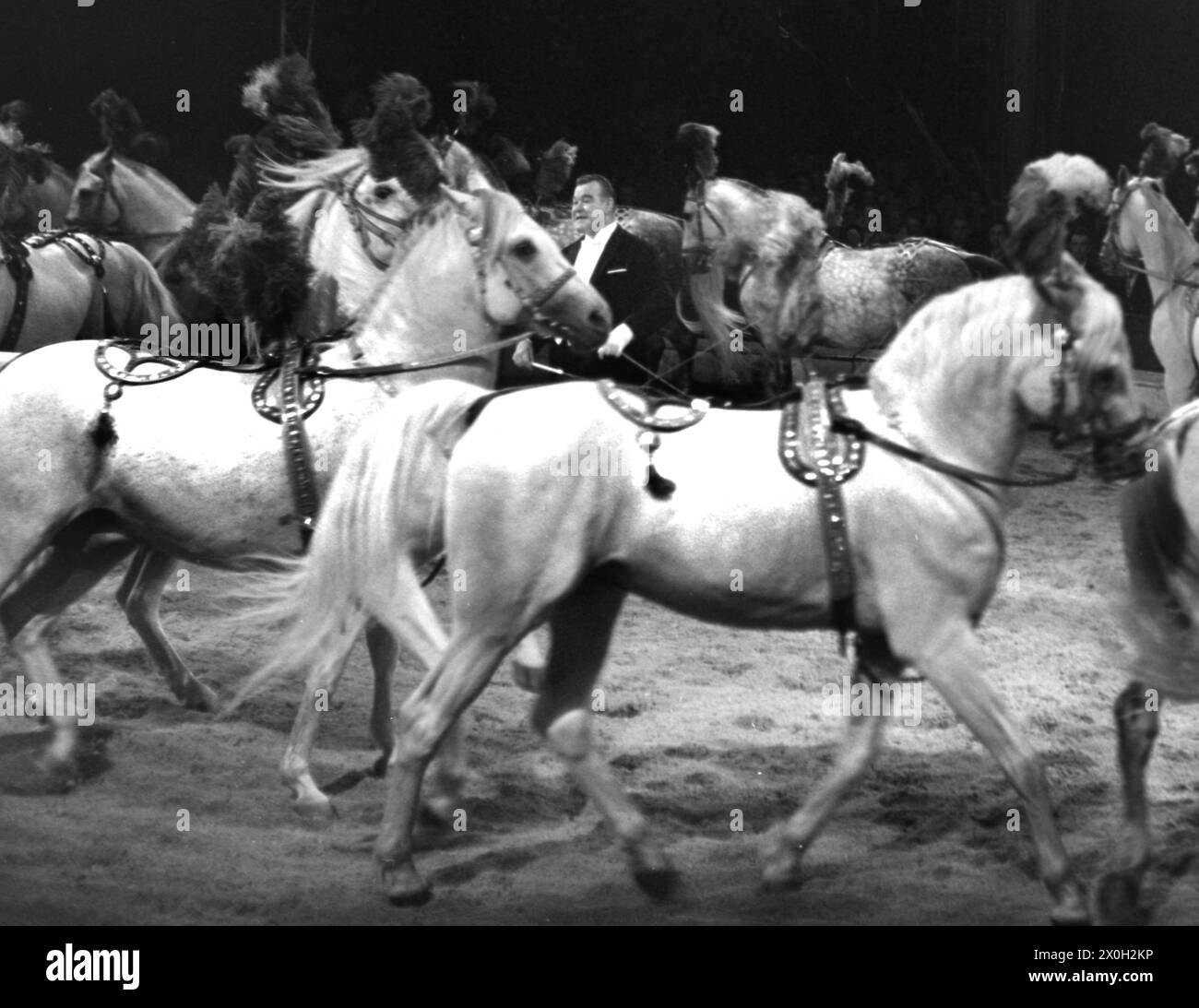 Circus horses hi-res stock photography and images - Alamy