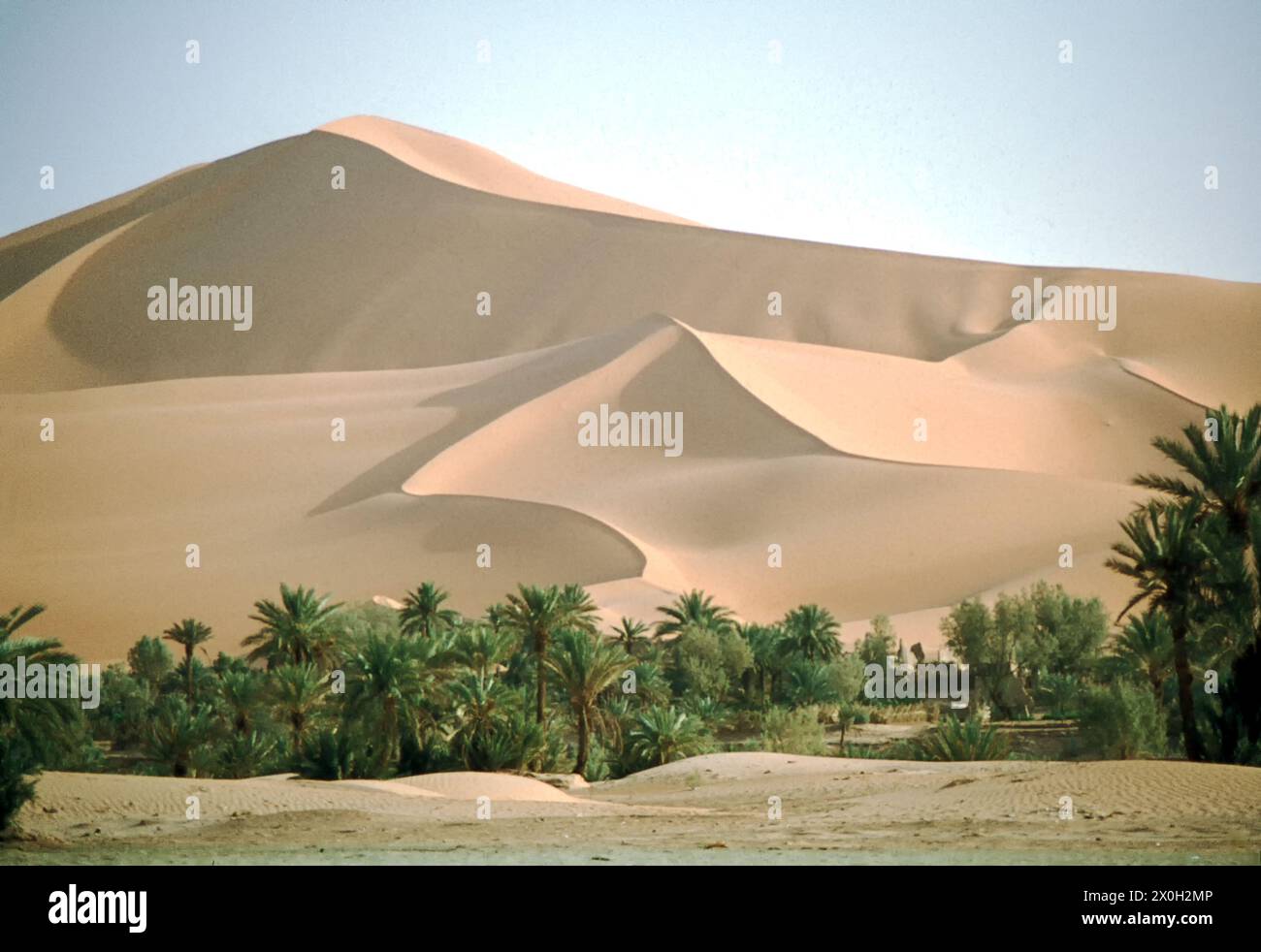 Oasis and sand dunes in the western Great Erg (sand desert), Algeria ...
