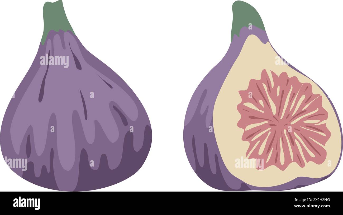 Red fig flesh Stock Vector Images - Alamy