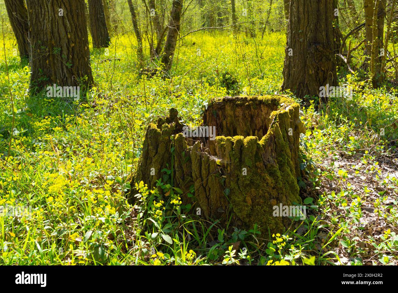 Old large tree overgrown green hi-res stock photography and images - Alamy
