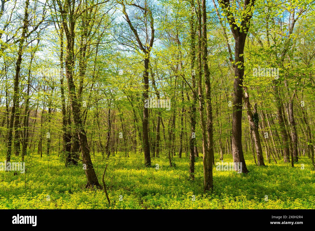Spring green forest in sunlight Stock Photo - Alamy