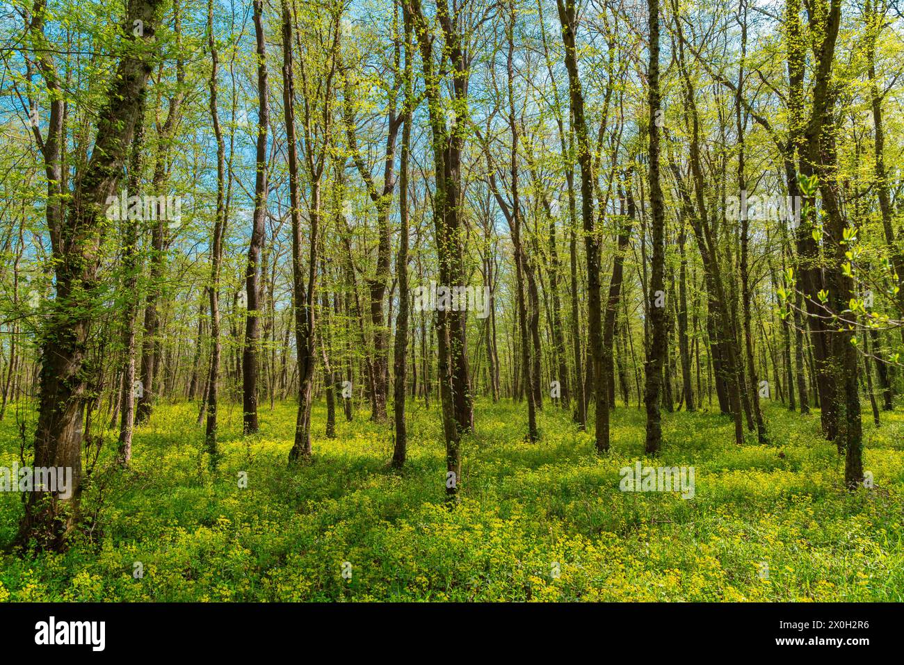 Spring green forest in sunlight Stock Photo - Alamy