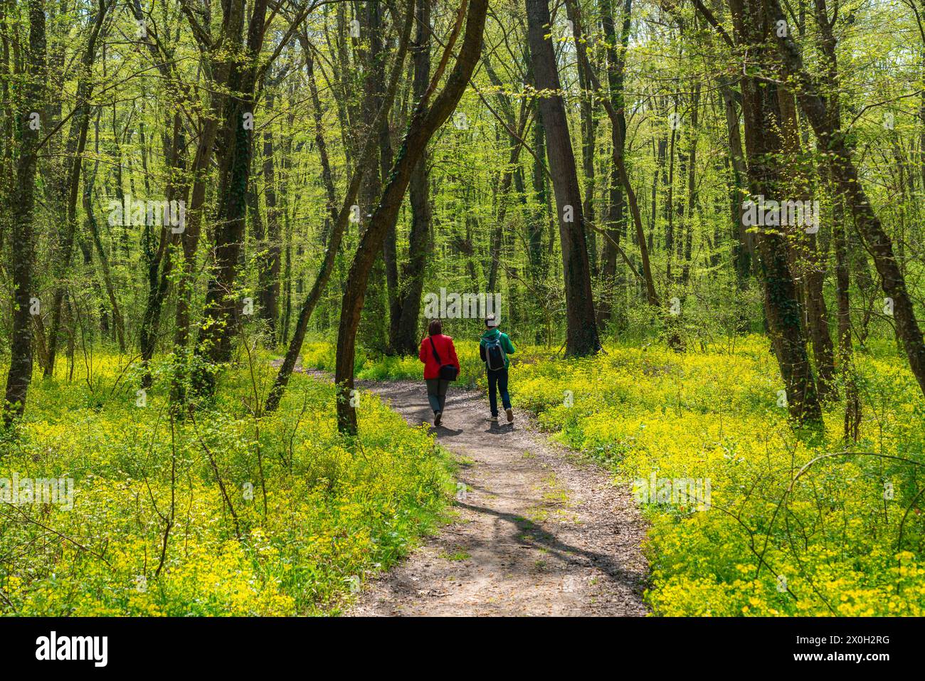 People walk along a path in the spring forest between green trees Stock ...