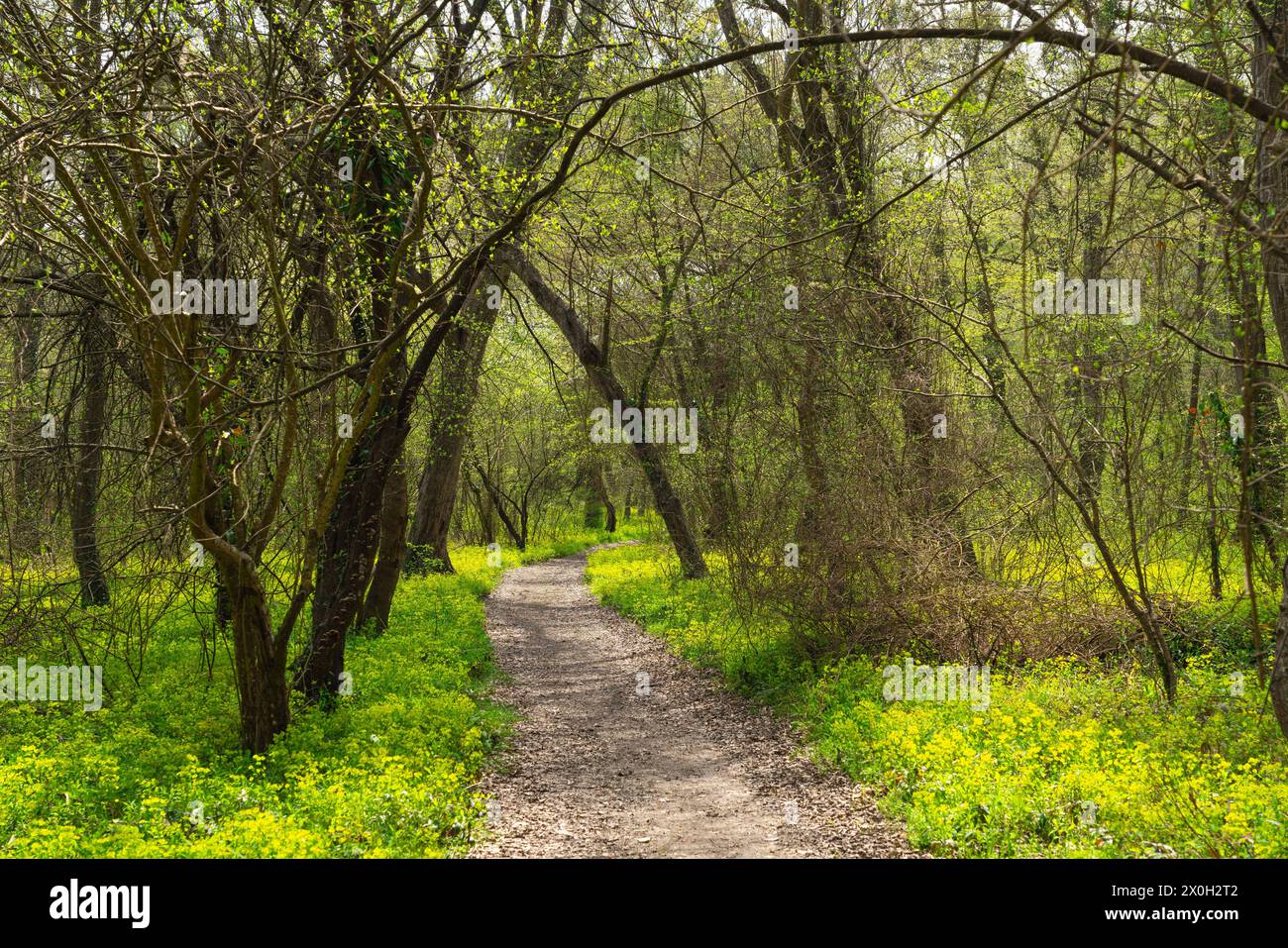 Walking forest road green grass hi-res stock photography and images - Alamy