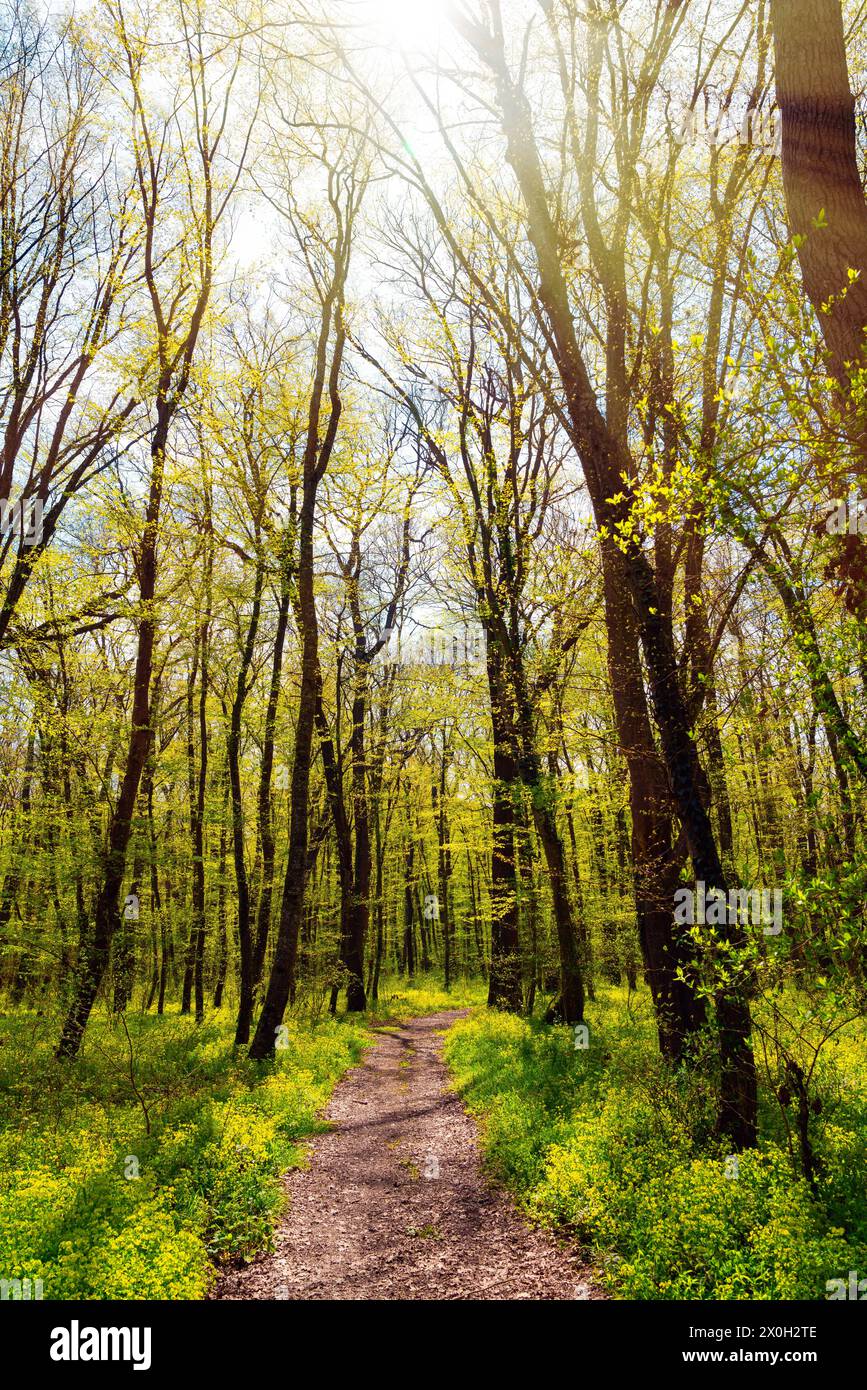 Spring park walking path hi-res stock photography and images - Alamy