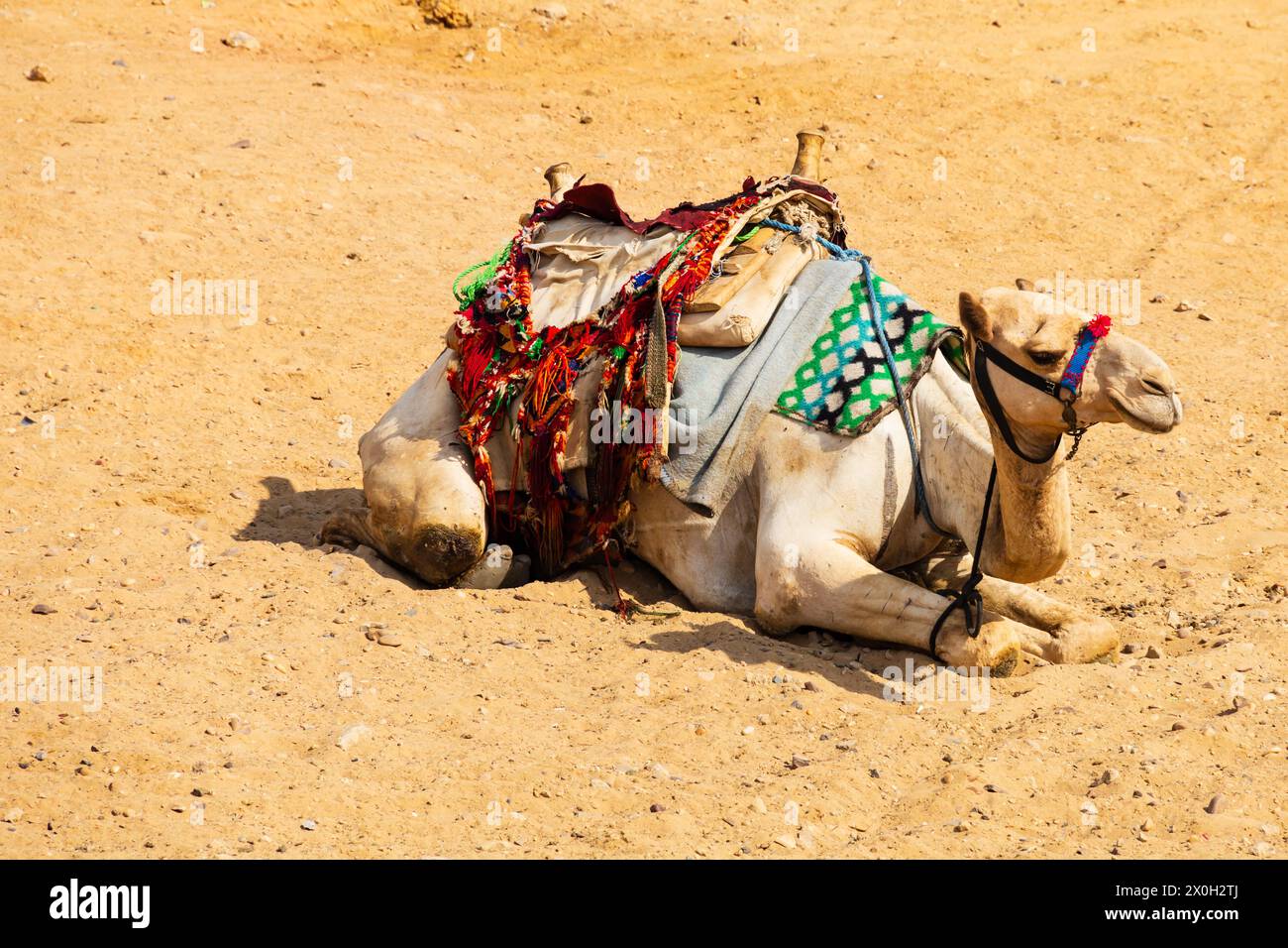 Bedouin camel resting in the desert, Cairo, Egypt Stock Photo - Alamy