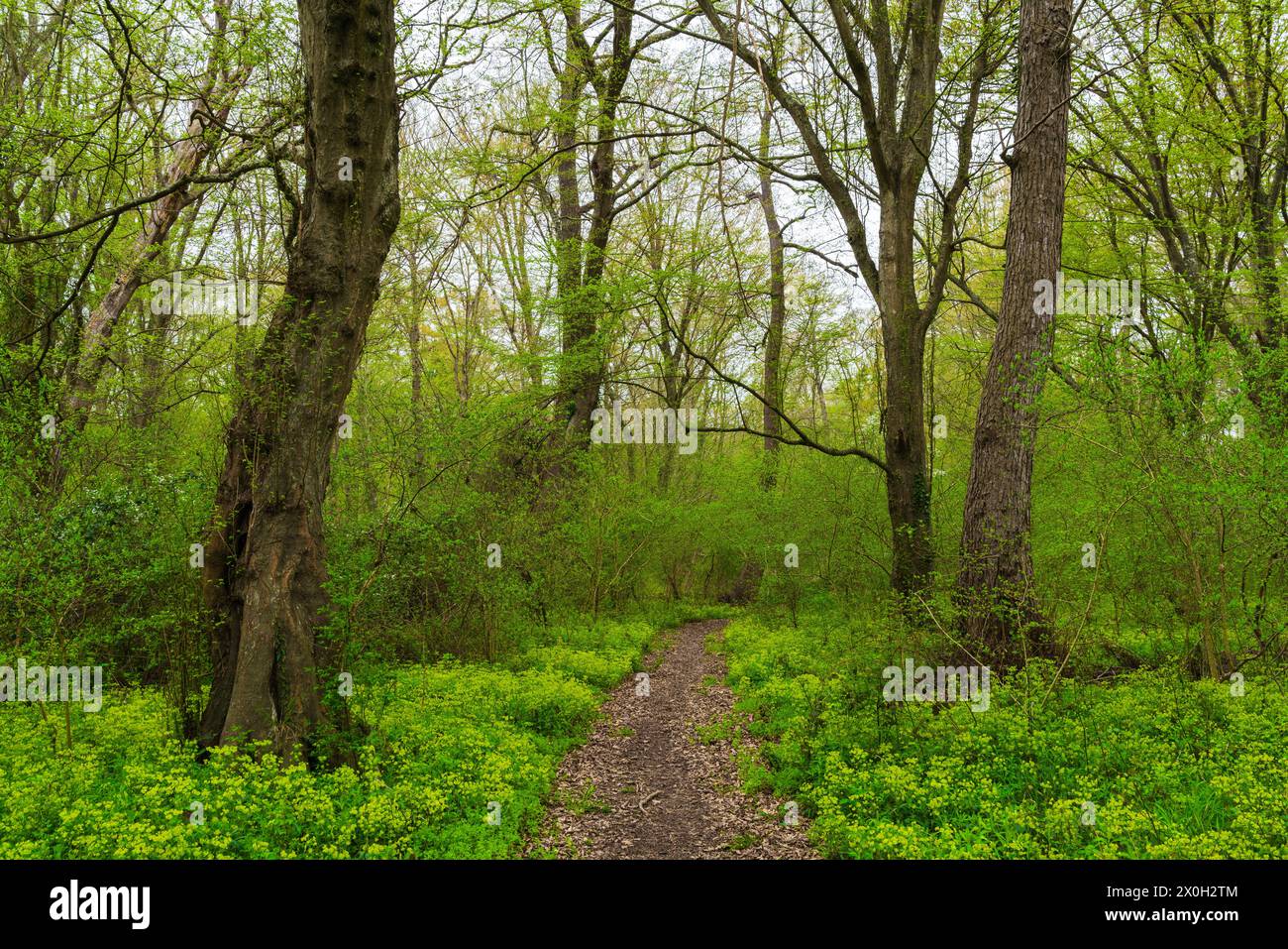 Walking path in a spring forest park Stock Photo - Alamy