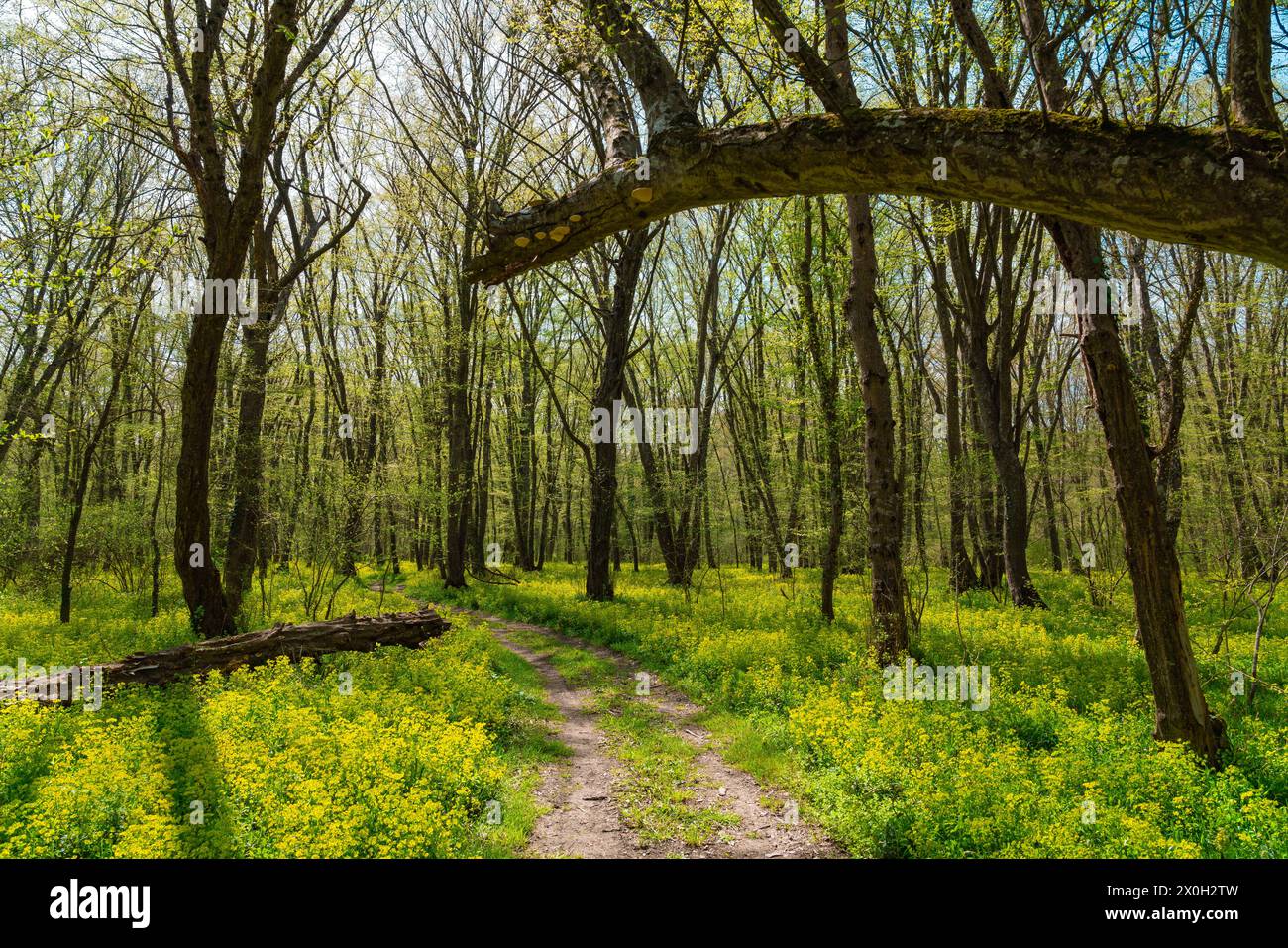 Walking forest road green grass hi-res stock photography and images - Alamy
