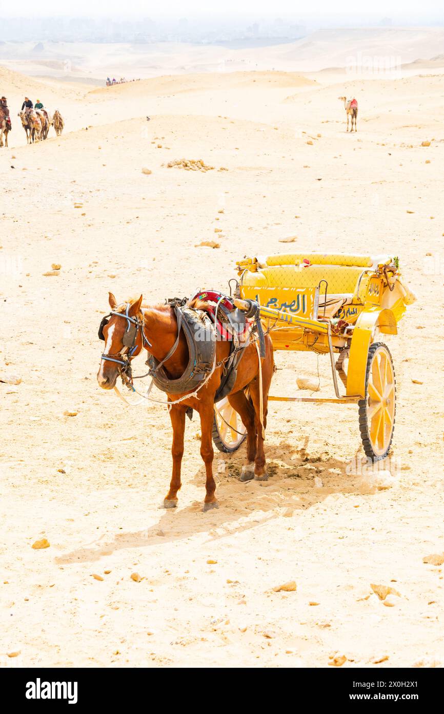 Bedouin pony and trap waiting to give tourists a ride, Great Pyramids ...
