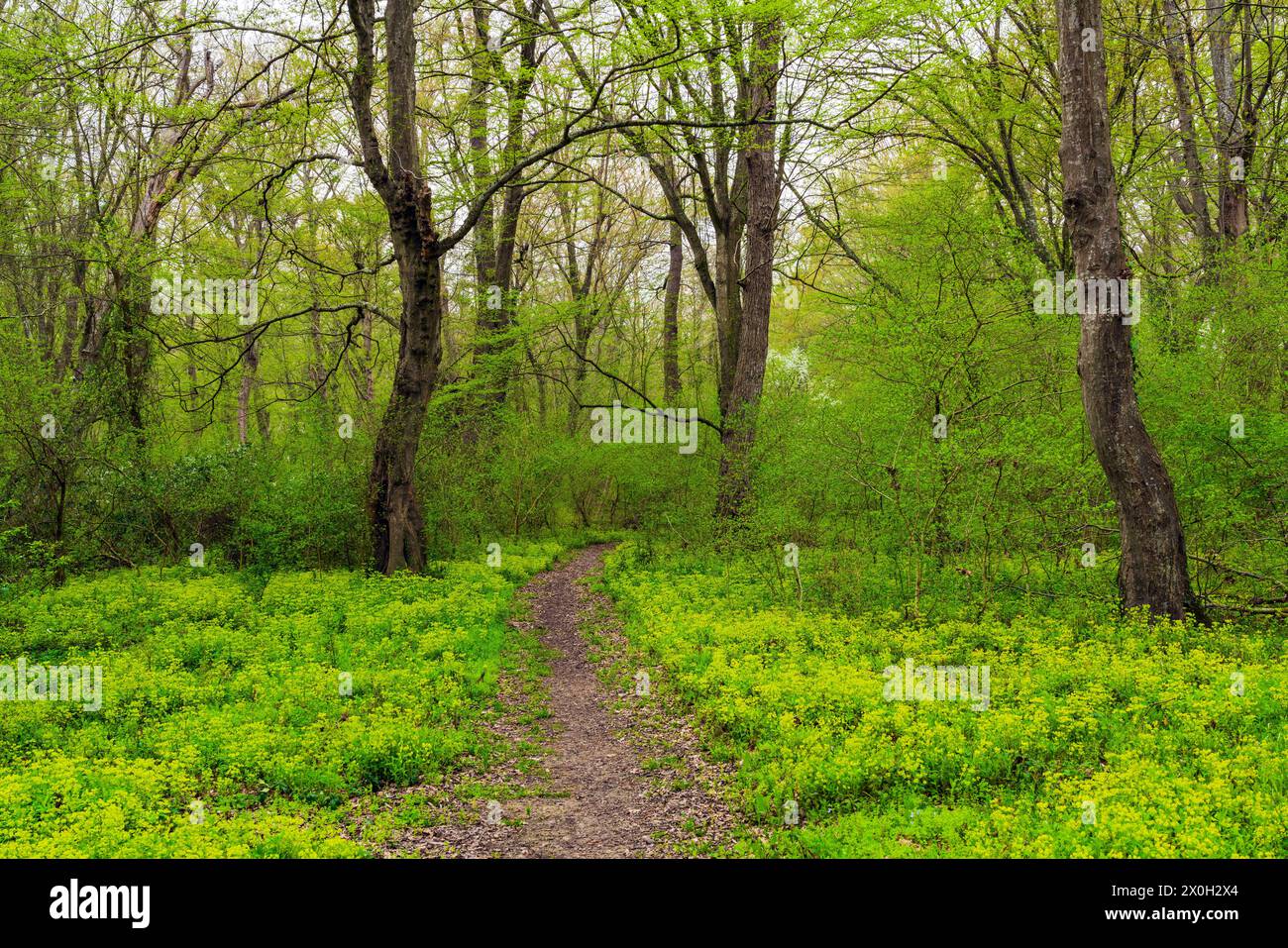 Walking forest road green grass hi-res stock photography and images - Alamy