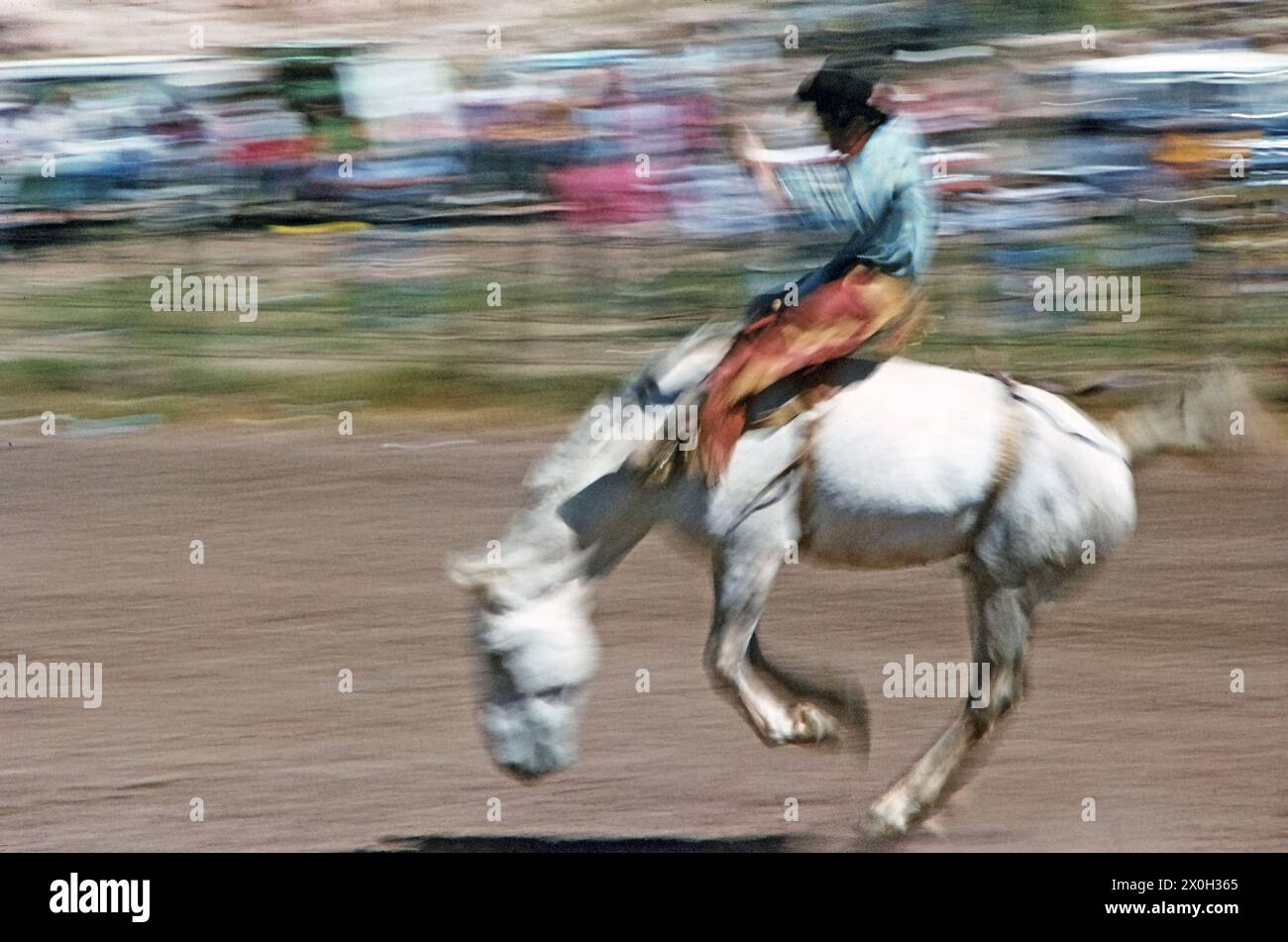 A rider on a Mustang at the rodeo at Grants in New Mexico. [automated ...