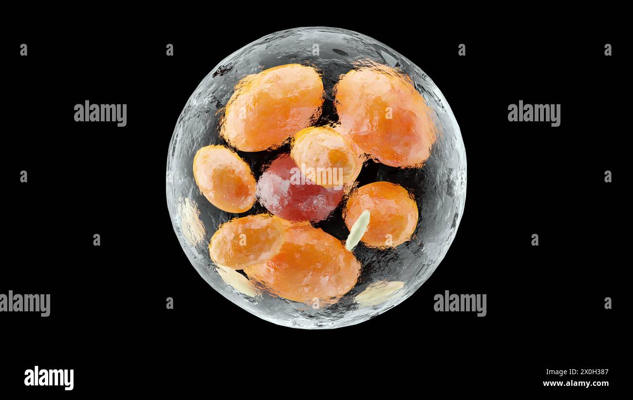 brown, beige and white fat cells, adipocyte and lipocyte, cholesterol ...