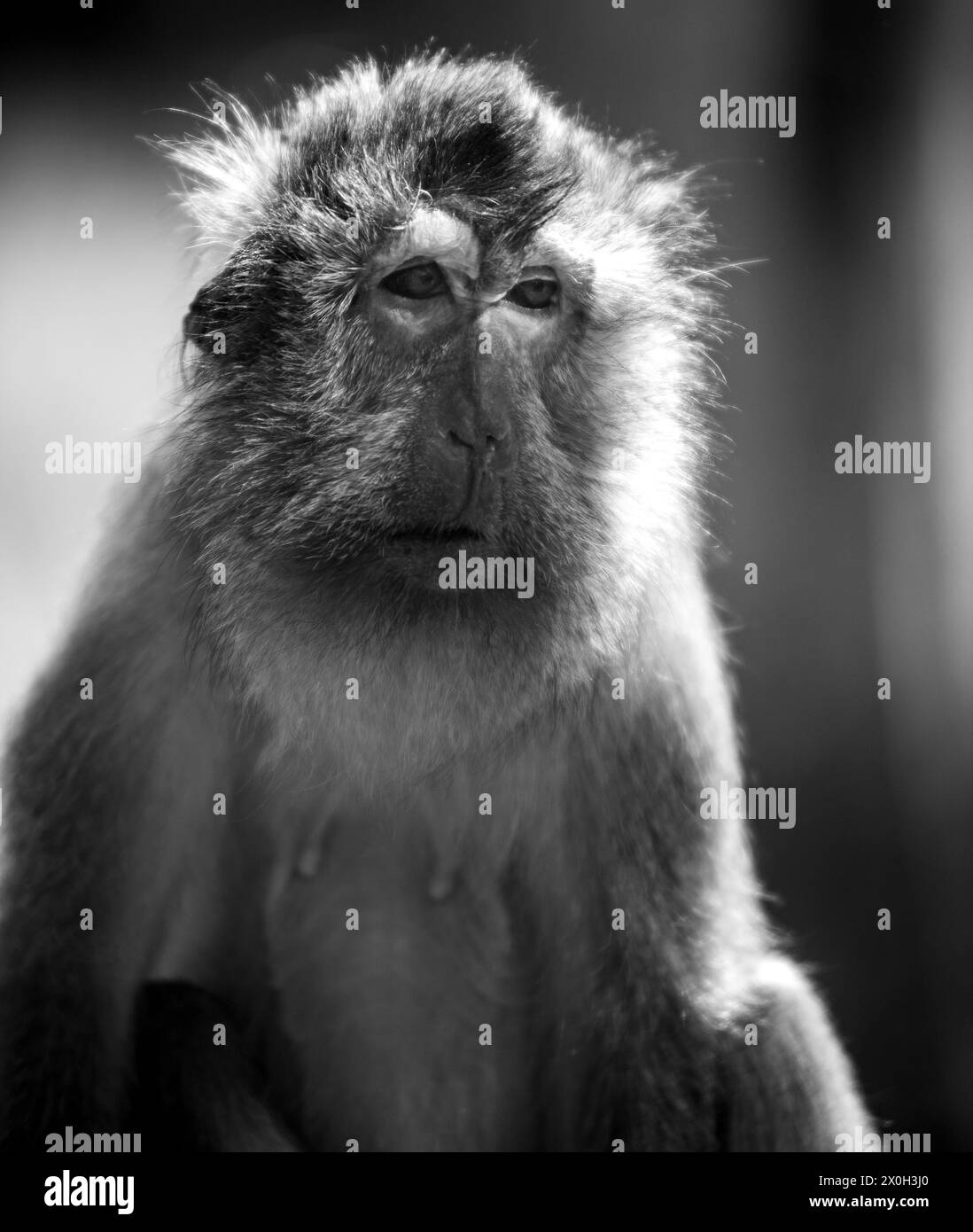 Cynomolgi hi-res stock photography and images - Alamy