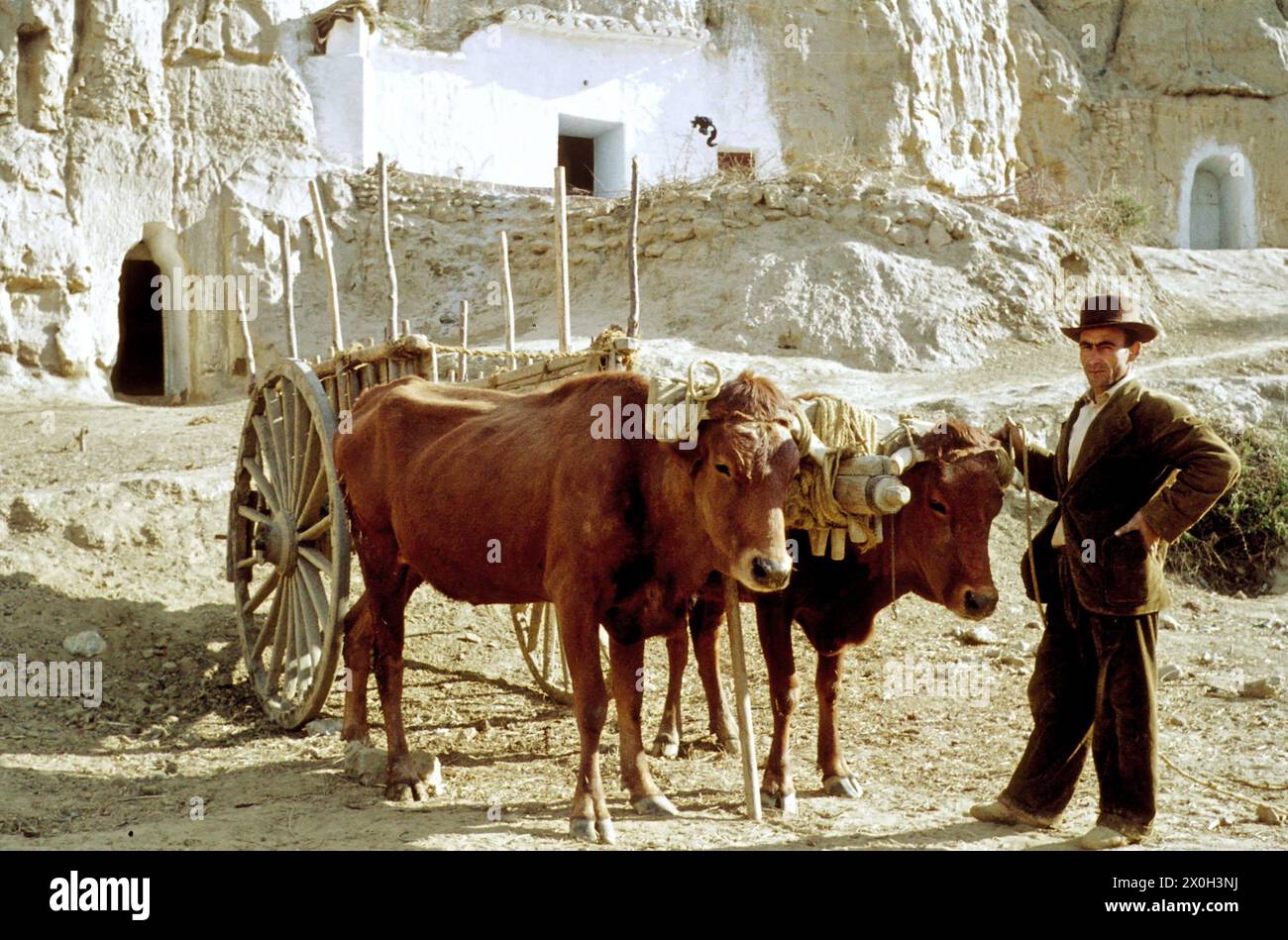 Spanish farmer in village with cattle cart [automated translation ...