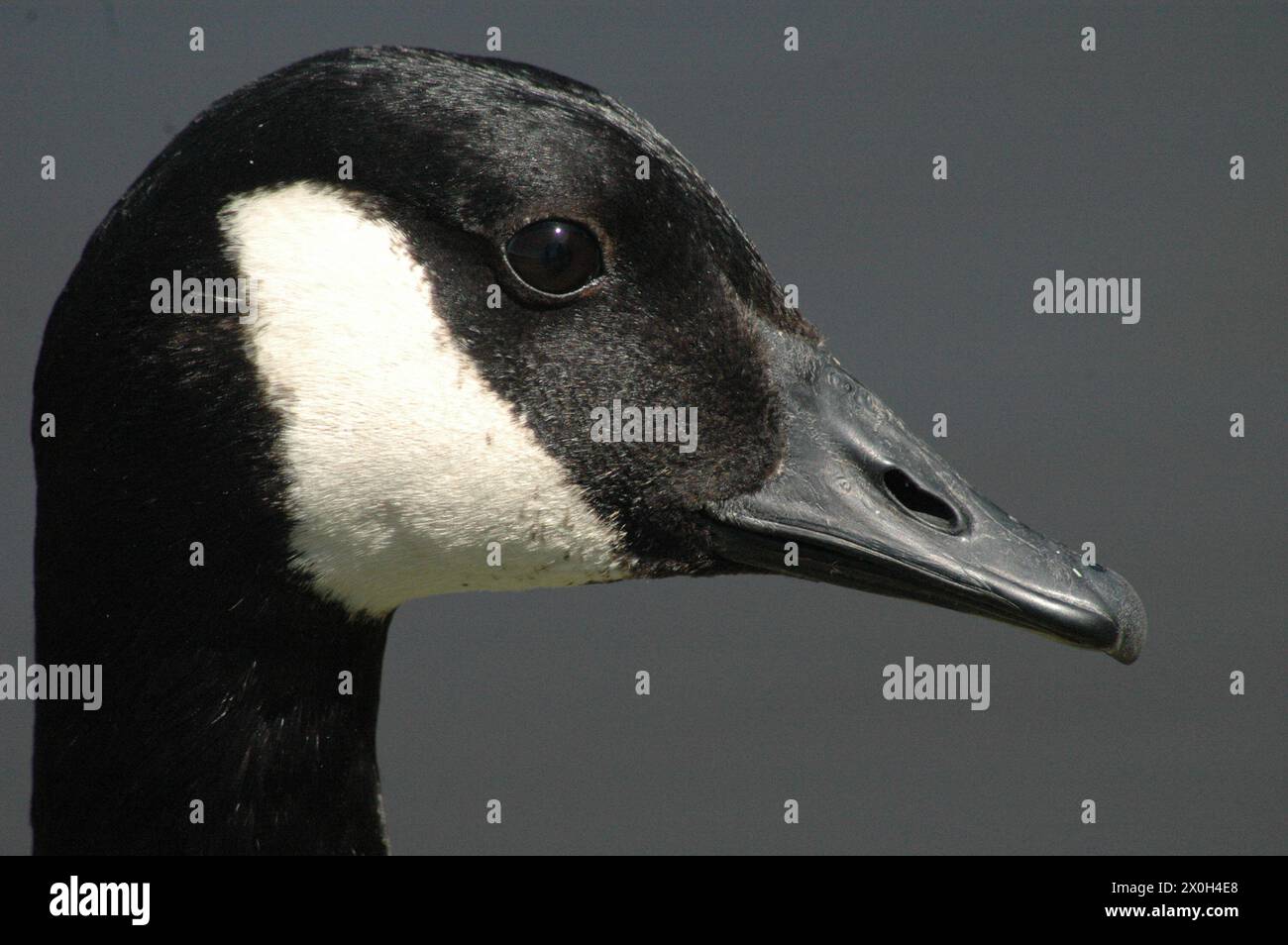 White grey goose close hi-res stock photography and images - Alamy