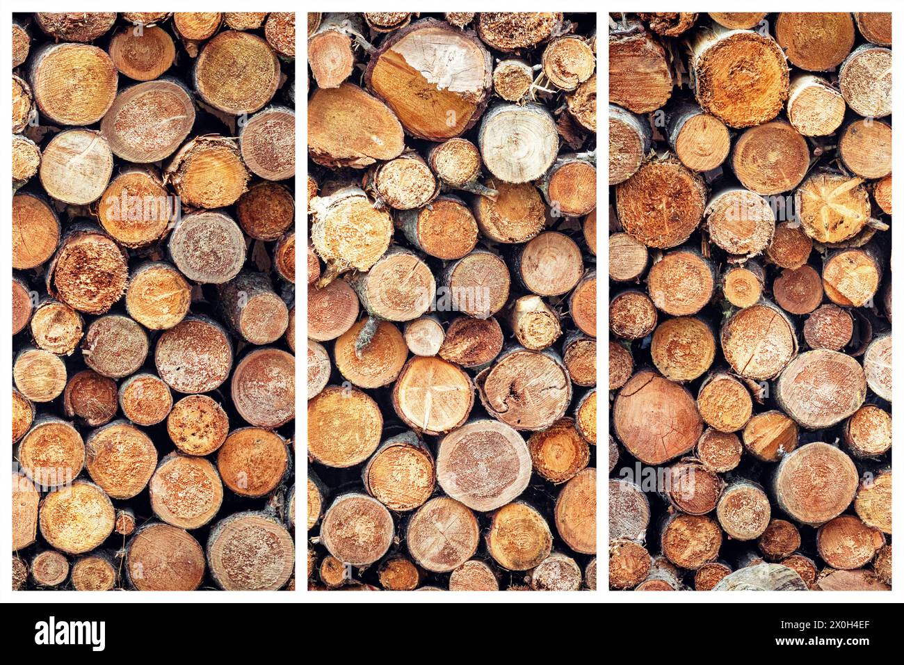 A triptych of cut wood. Cross sections of pine logs for fire wood or ...