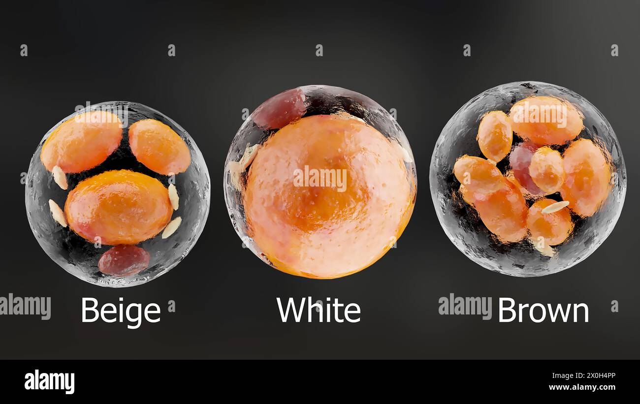brown, beige and white fat cells, adipocyte and lipocyte, cholesterol ...