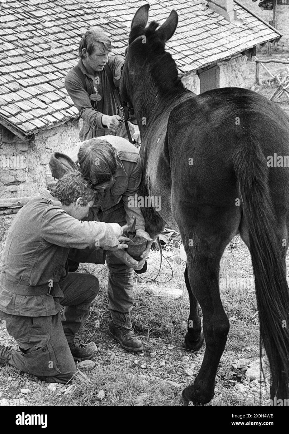 Hoof care for a mule. [automated translation] Stock Photo - Alamy
