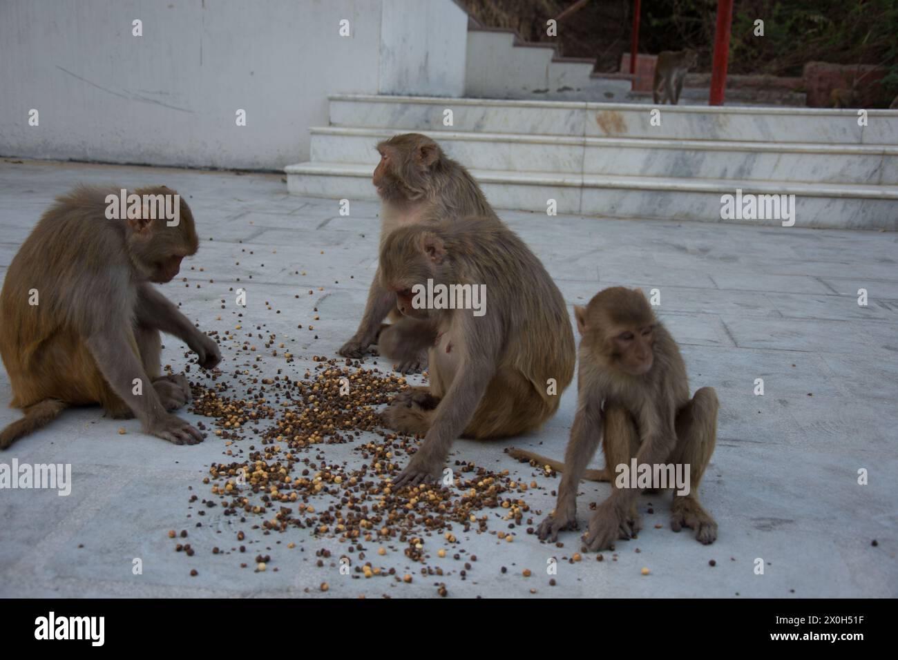 Brown monkey eating banana and seeds in the Monkeytemple Stock Photo ...