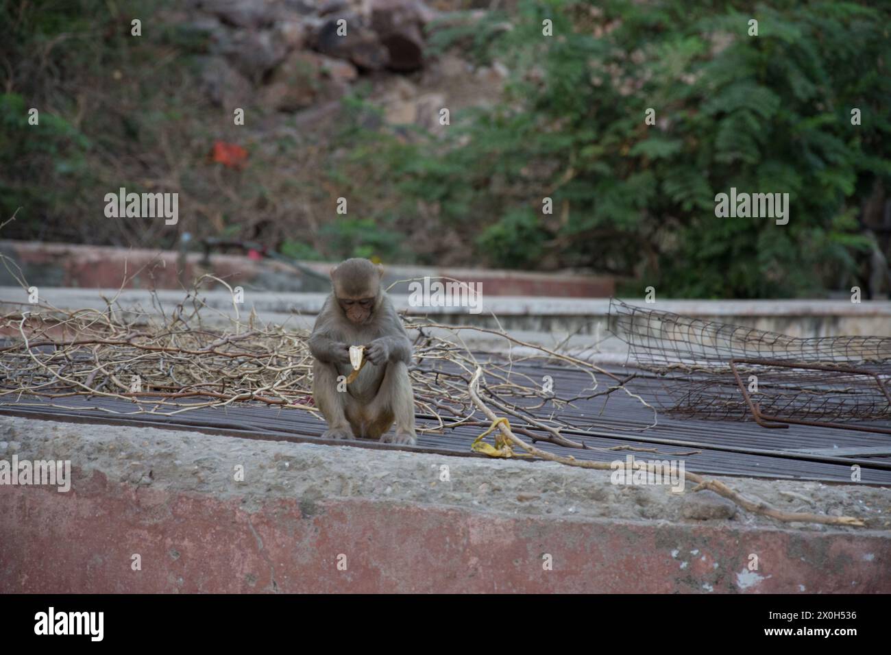 Brown monkey eating banana and seeds in the Monkeytemple Stock Photo ...