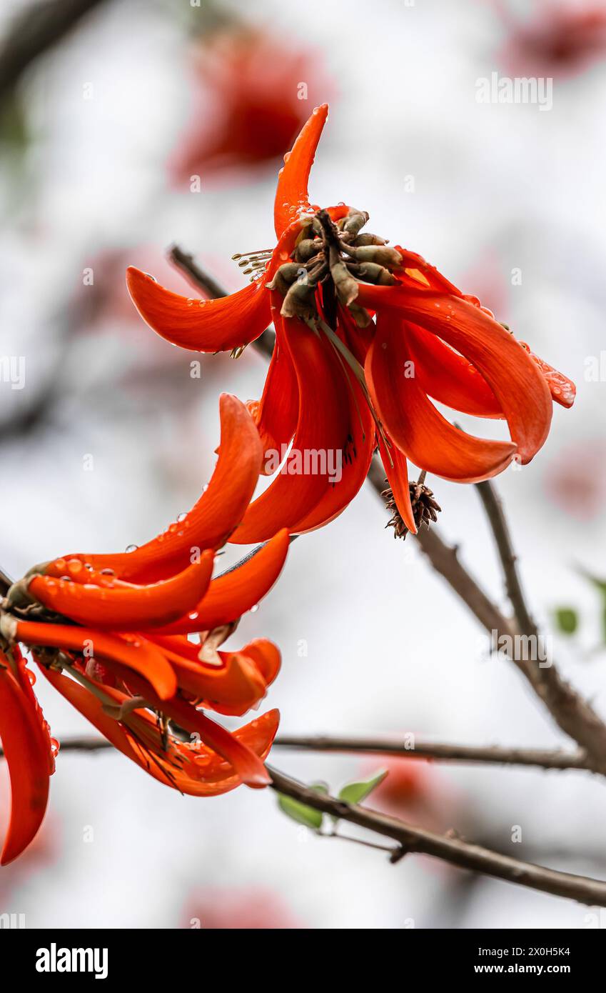 Red coral tree hi-res stock photography and images - Alamy